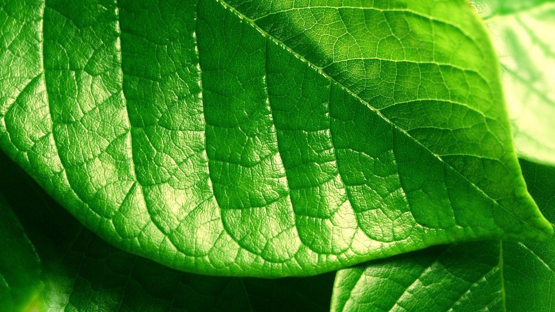 Green Leaf Wallpapers - Top Free Green Leaf Backgrounds - WallpaperAccess