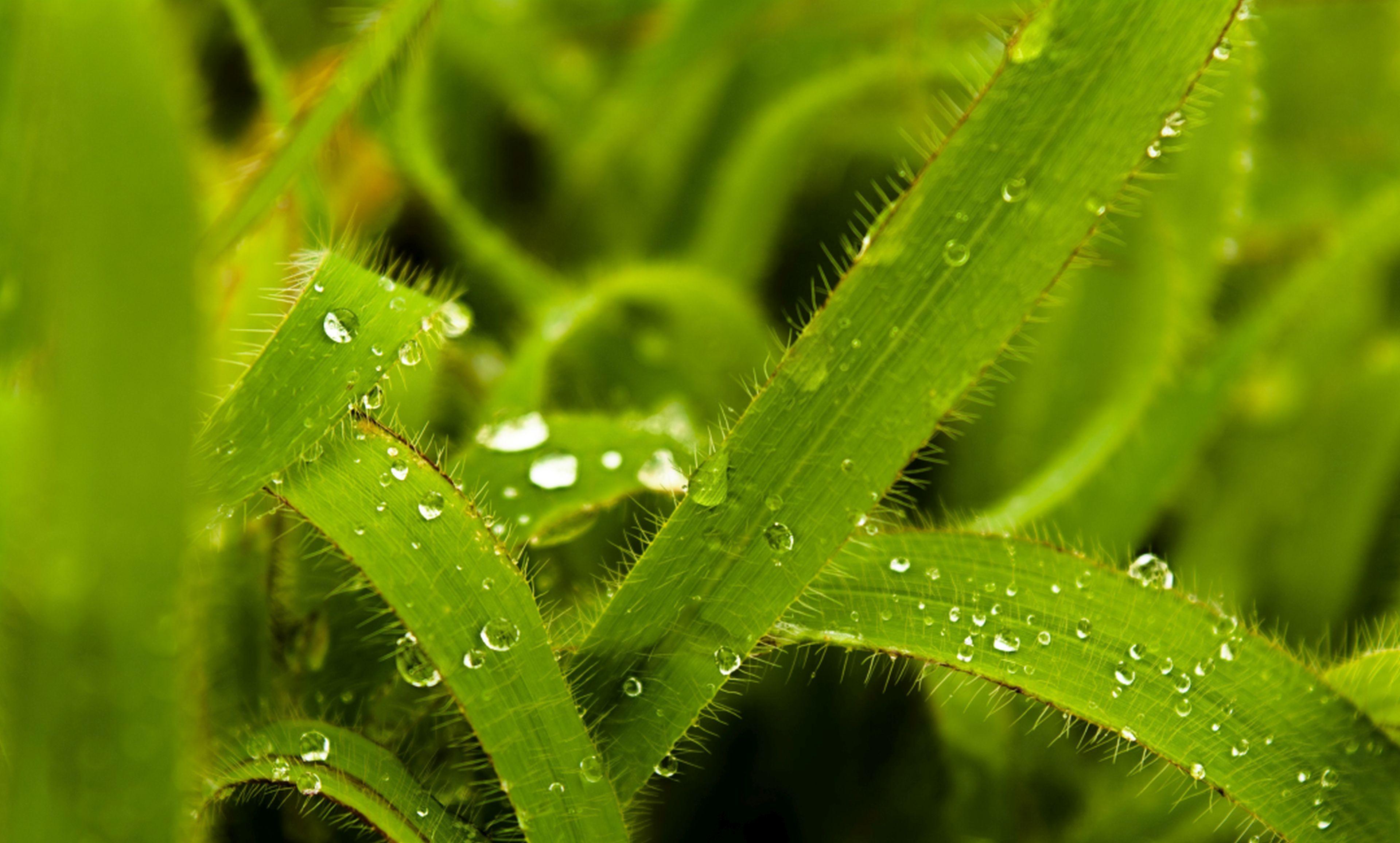 Green Leaf Wallpapers - Top Free Green Leaf Backgrounds - WallpaperAccess