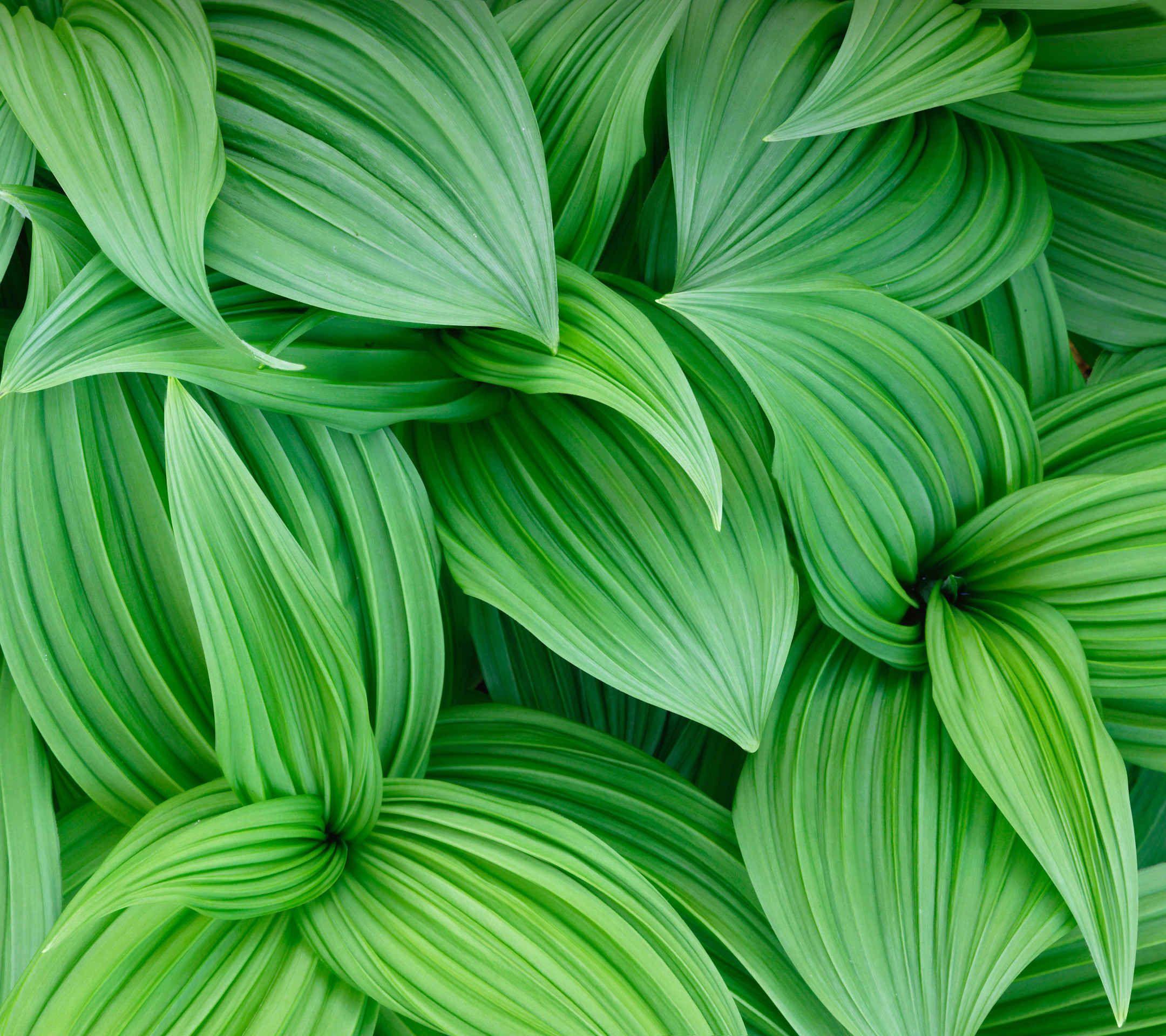 Green Leaf Wallpapers - Top Free Green Leaf Backgrounds - WallpaperAccess