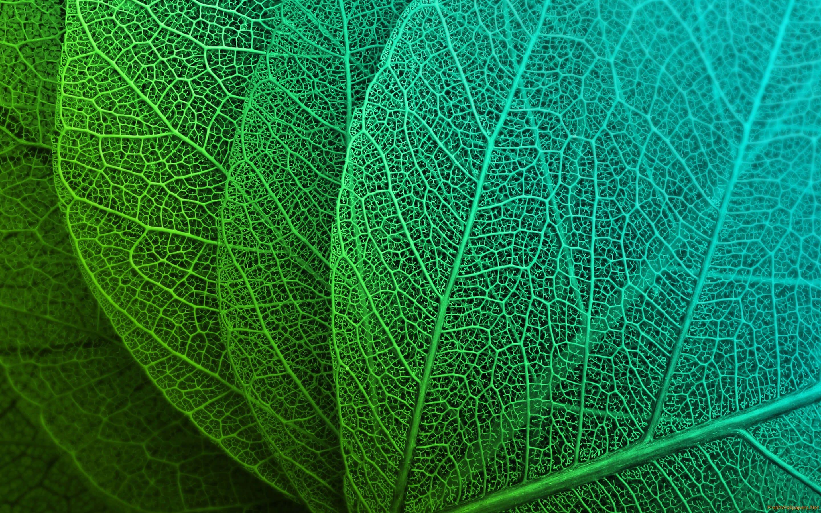 Green Leaf Wallpapers - Top Free Green Leaf Backgrounds - WallpaperAccess