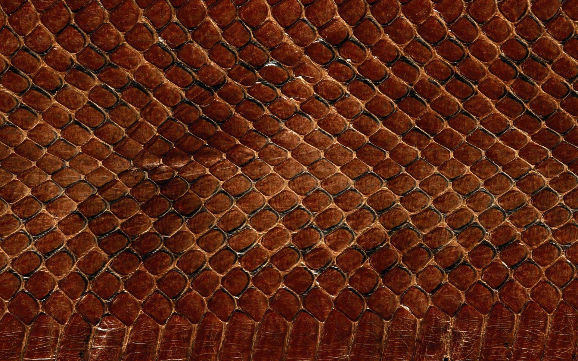 Snake Skin Wallpapers - Top Free Snake Skin Backgrounds - WallpaperAccess