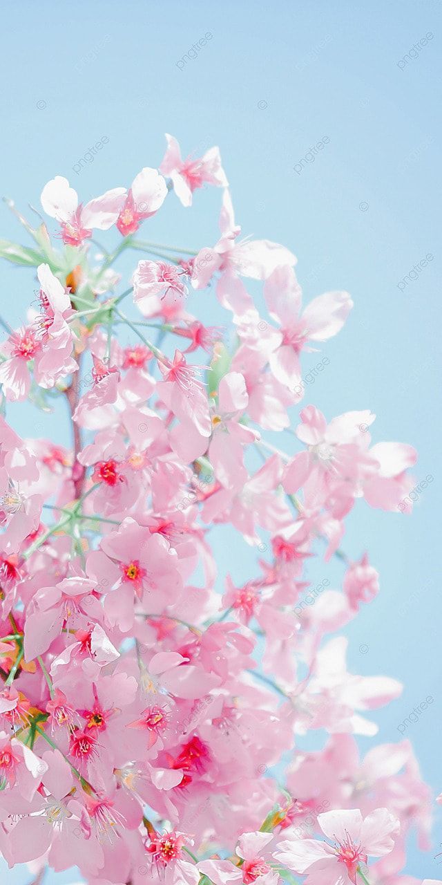 Pink Lucu Wallpapers - Top Free Pink Lucu Backgrounds - WallpaperAccess