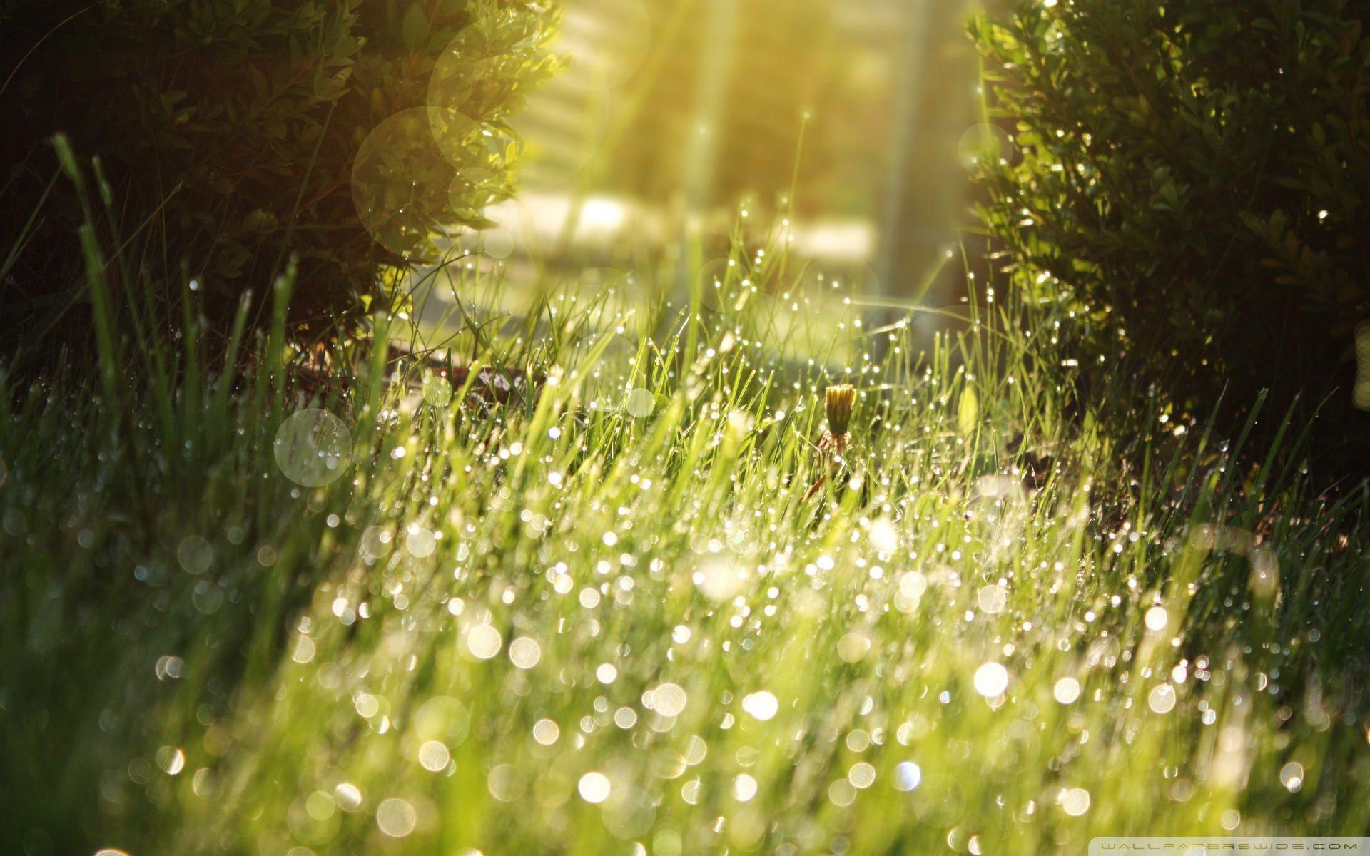 Sunny Wallpapers - Top Free Sunny Backgrounds - WallpaperAccess