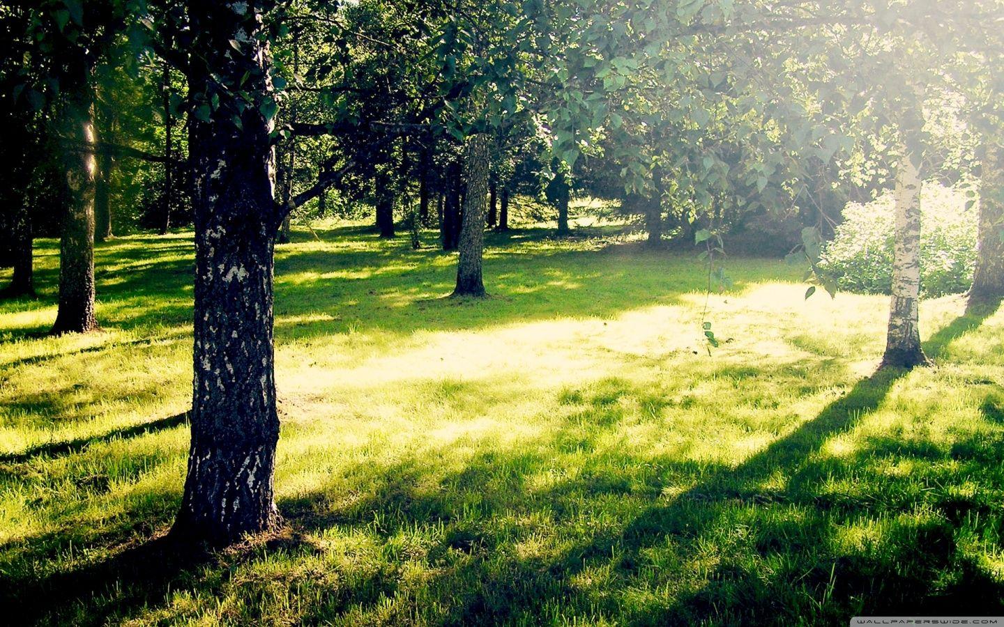Sunny Wallpapers - Top Free Sunny Backgrounds - WallpaperAccess