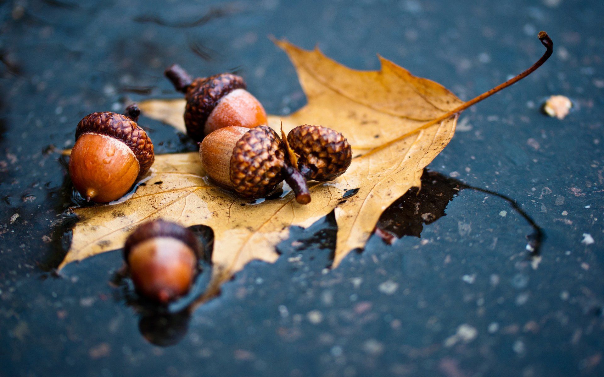 Acorn Wallpapers - Top Free Acorn Backgrounds - WallpaperAccess