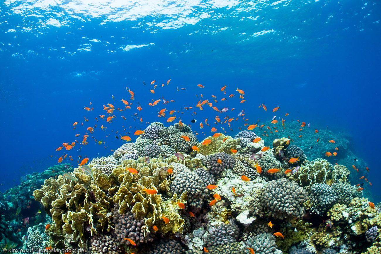 Red Sea Wallpapers - Top Free Red Sea Backgrounds - WallpaperAccess