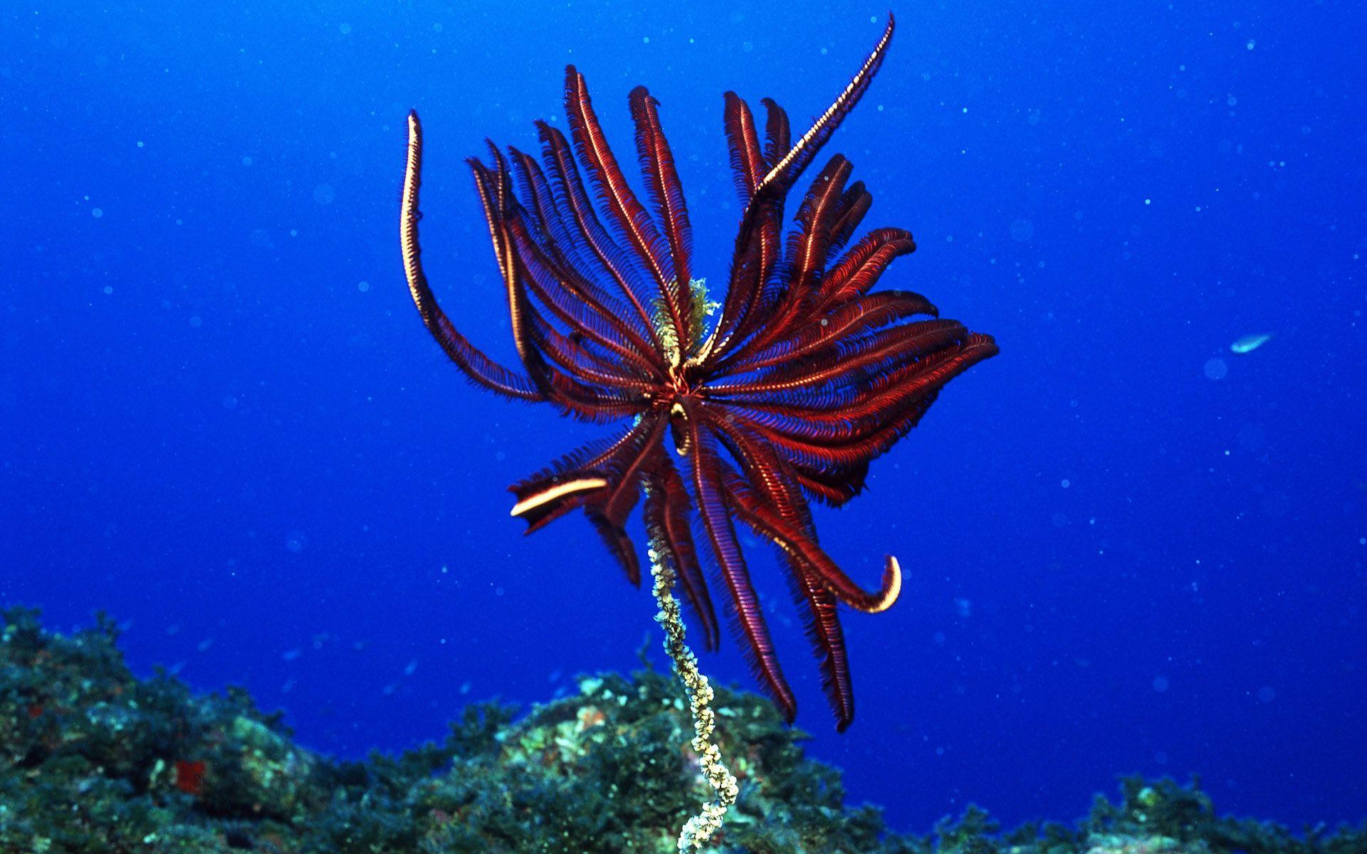 Red Sea Wallpapers - Top Free Red Sea Backgrounds - WallpaperAccess