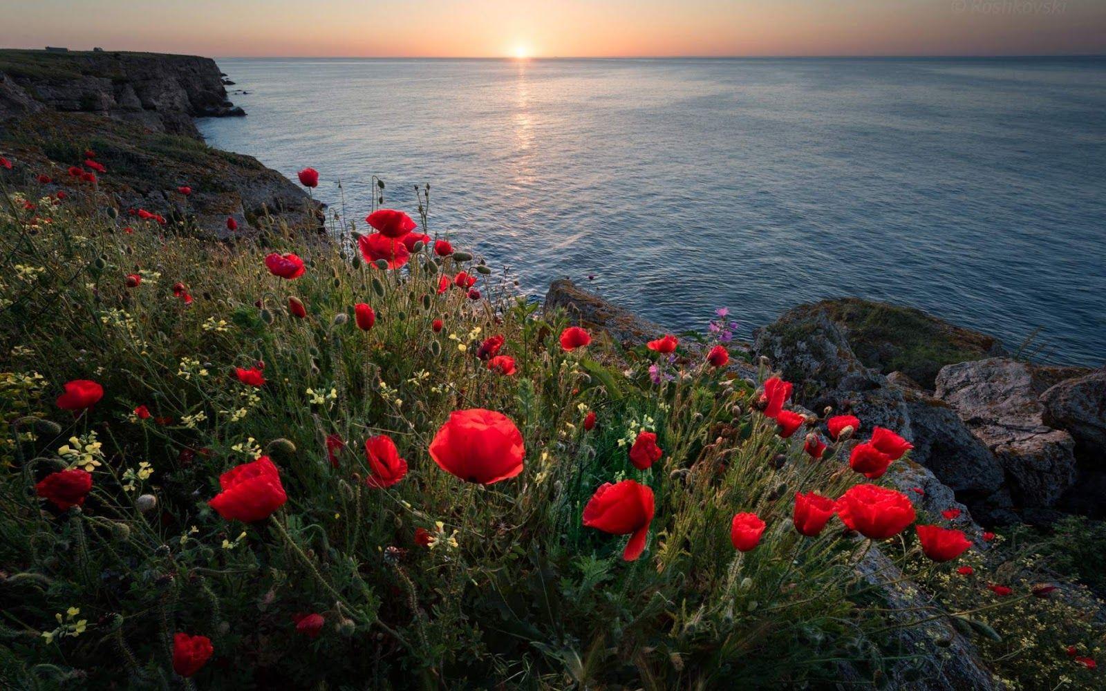 Red Sea Wallpapers - Top Free Red Sea Backgrounds - WallpaperAccess