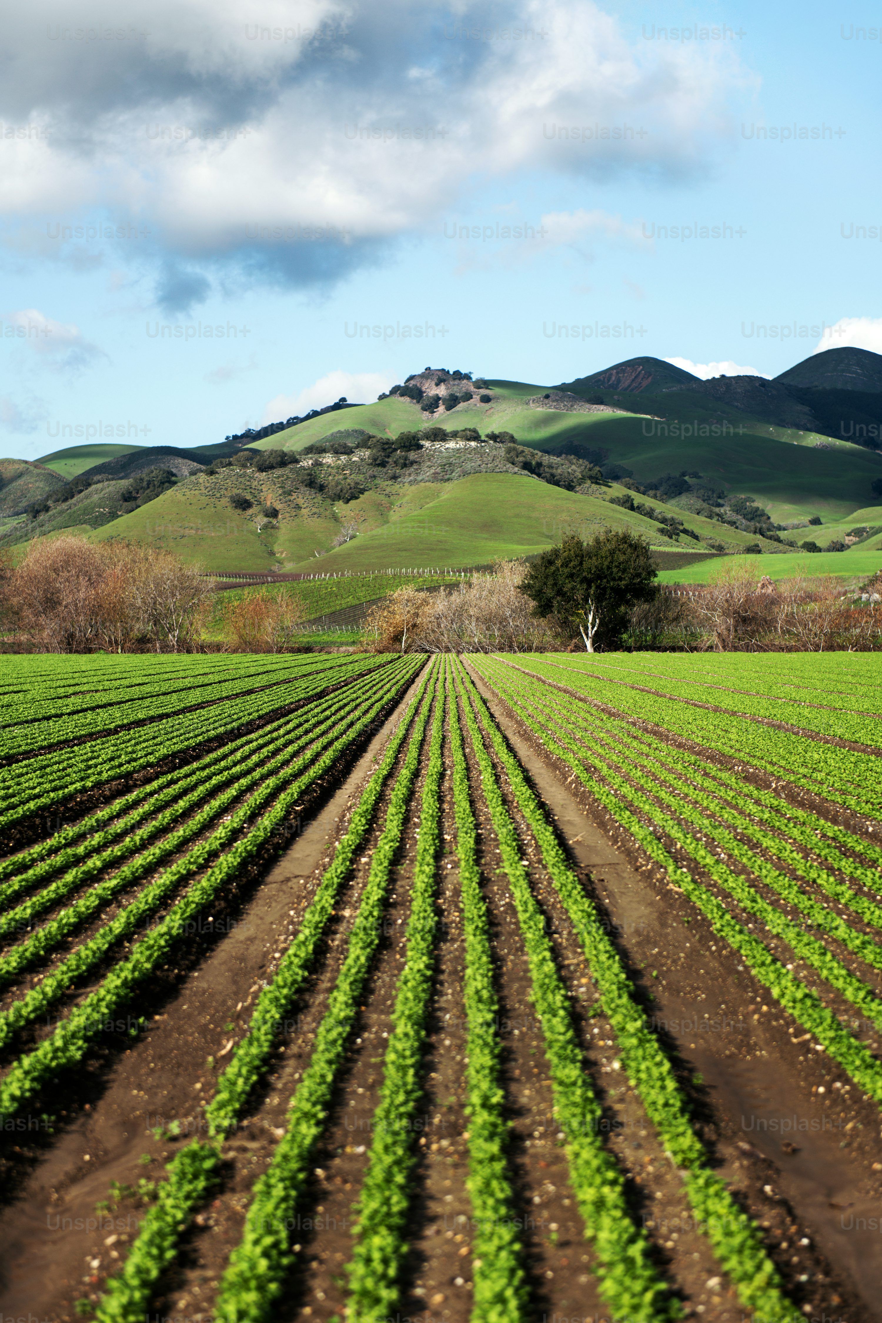 Vegetable Farm Wallpapers - Top Free Vegetable Farm Backgrounds ...