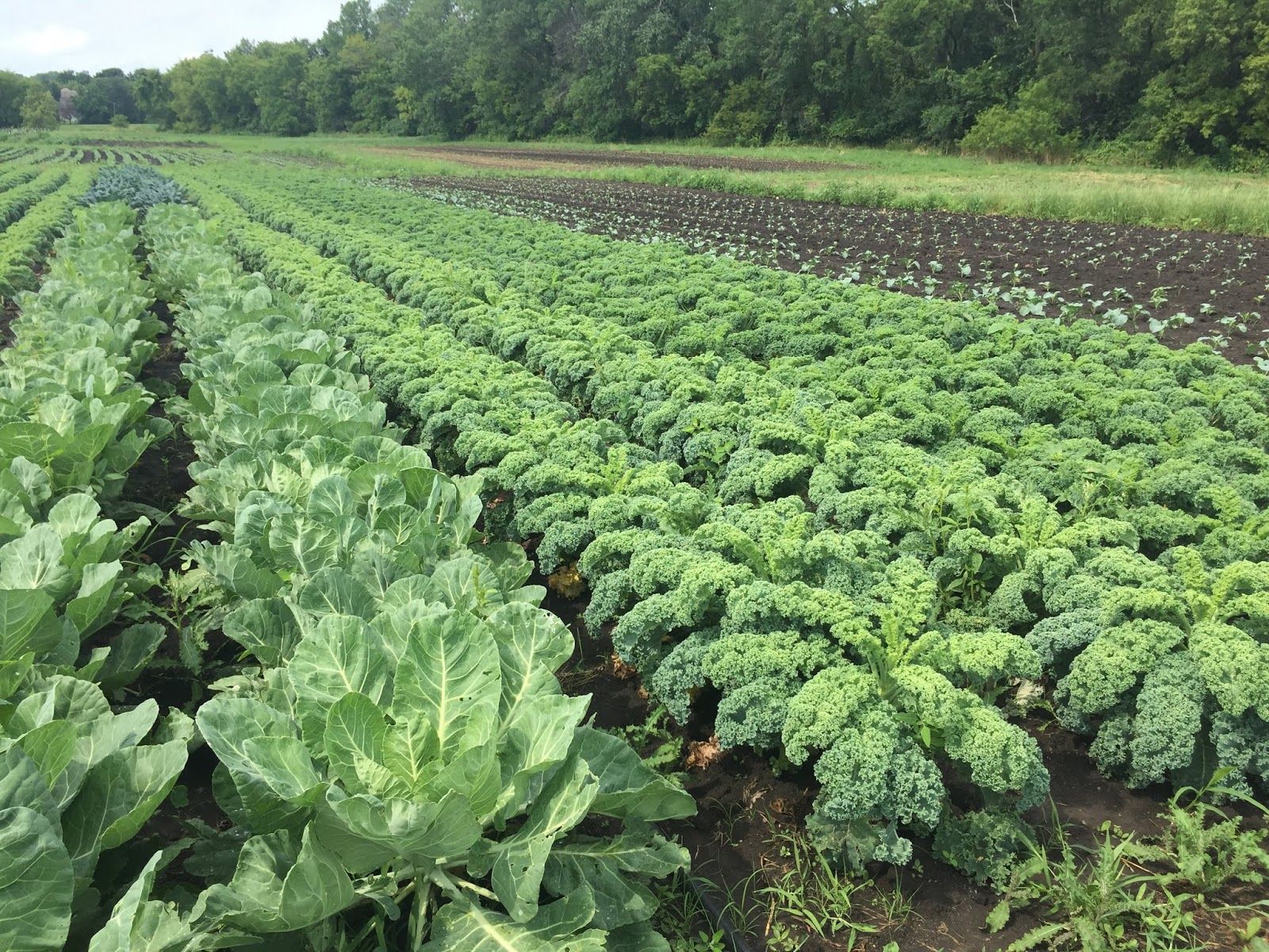 Vegetable Farm Wallpapers - Top Free Vegetable Farm Backgrounds ...