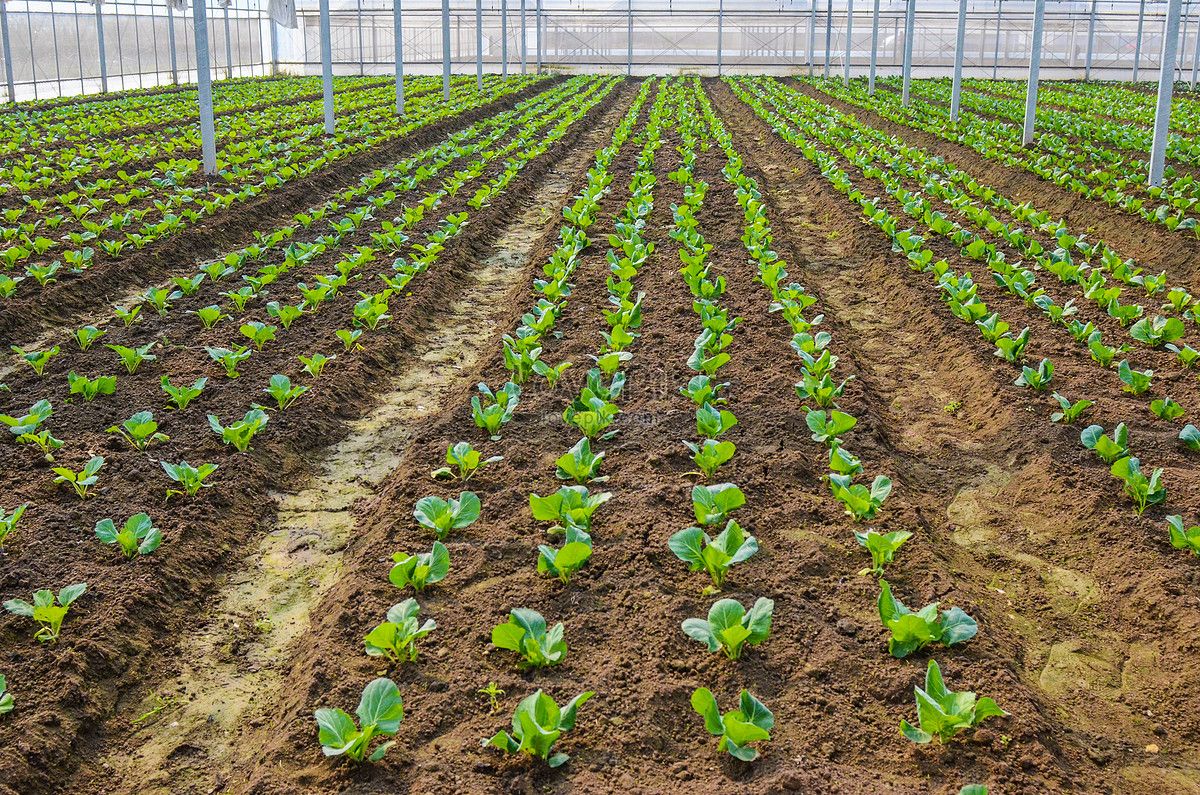 Vegetable Farm Wallpapers - Top Free Vegetable Farm Backgrounds ...