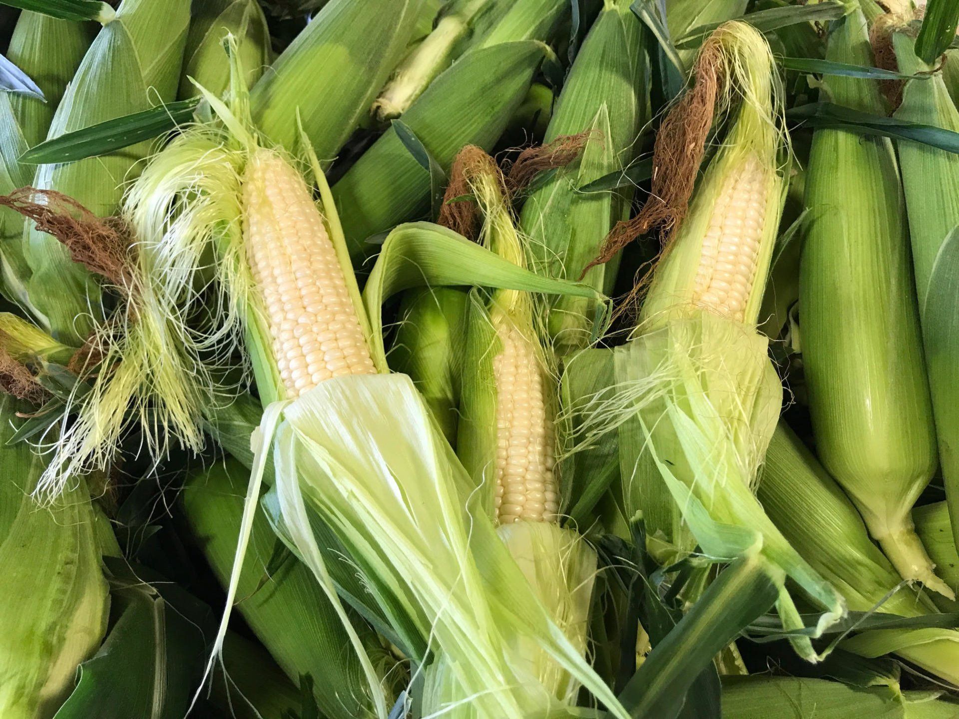 Vegetable Farm Wallpapers - Top Free Vegetable Farm Backgrounds ...