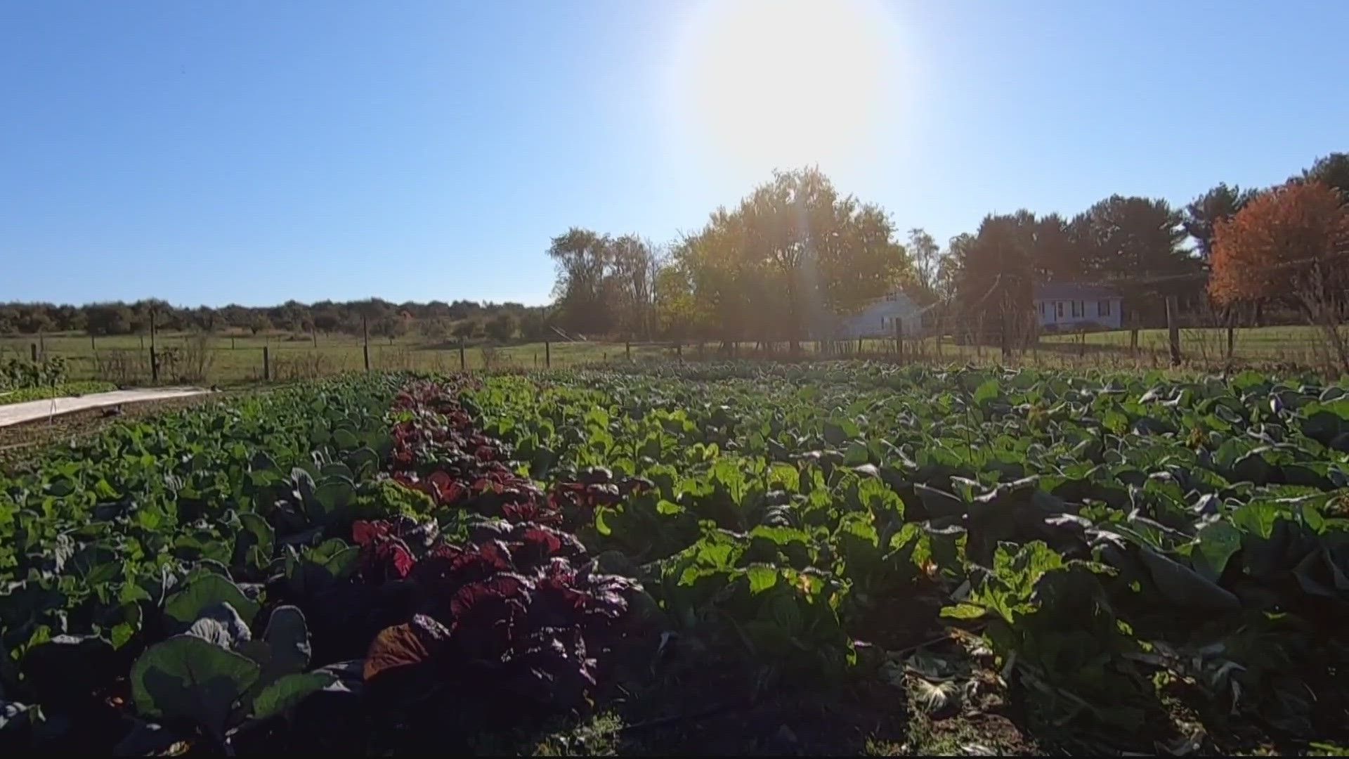 Vegetable Farm Wallpapers - Top Free Vegetable Farm Backgrounds ...