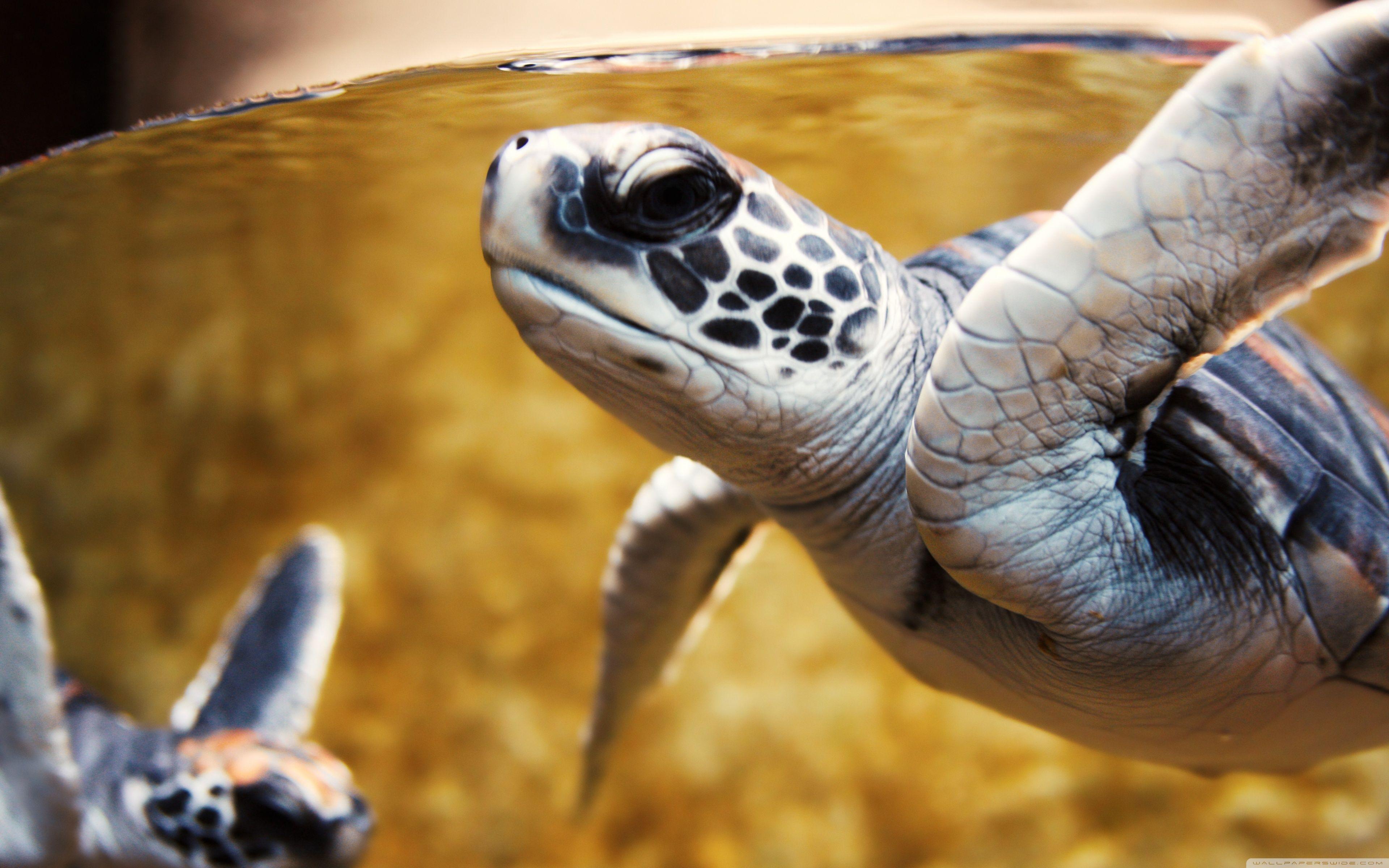 Baby Sea Turtle Wallpapers - Top Free Baby Sea Turtle Backgrounds ...
