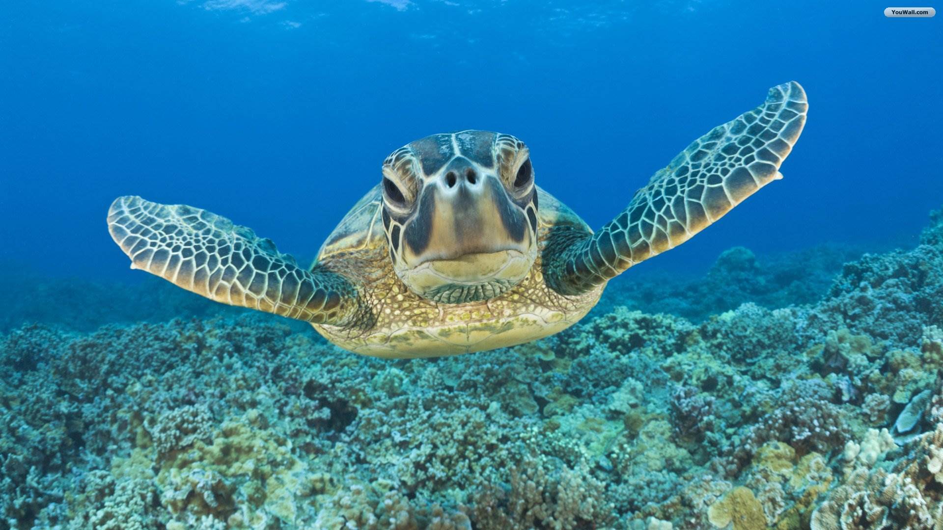 Baby Sea Turtle Wallpapers - Top Free Baby Sea Turtle Backgrounds ...