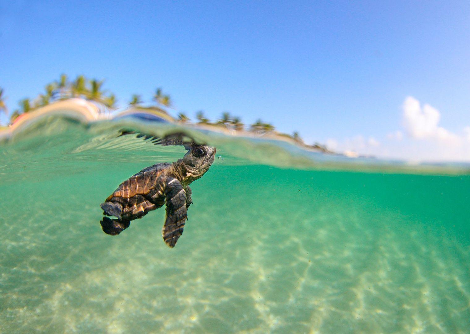 Baby Sea Turtle Wallpapers - Top Free Baby Sea Turtle Backgrounds ...