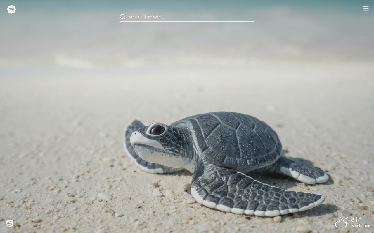 Baby Sea Turtle Wallpapers - Top Free Baby Sea Turtle Backgrounds ...