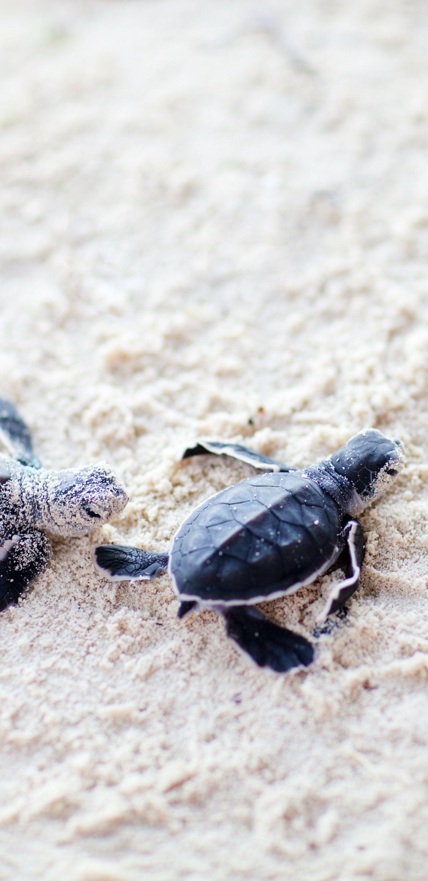 Baby Sea Turtle Wallpapers - Top Free Baby Sea Turtle Backgrounds ...