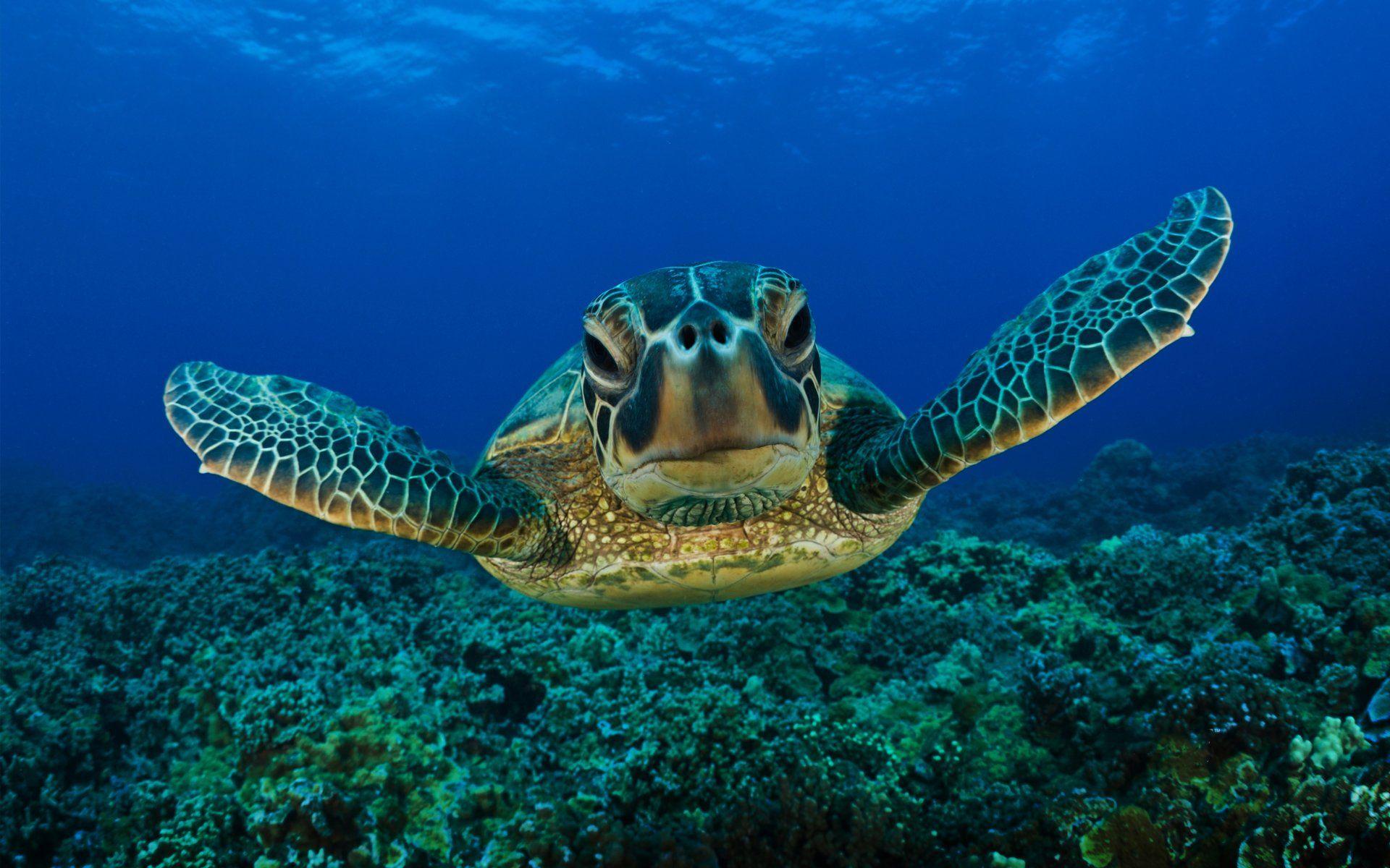 Baby Sea Turtle Wallpapers - Top Free Baby Sea Turtle Backgrounds ...