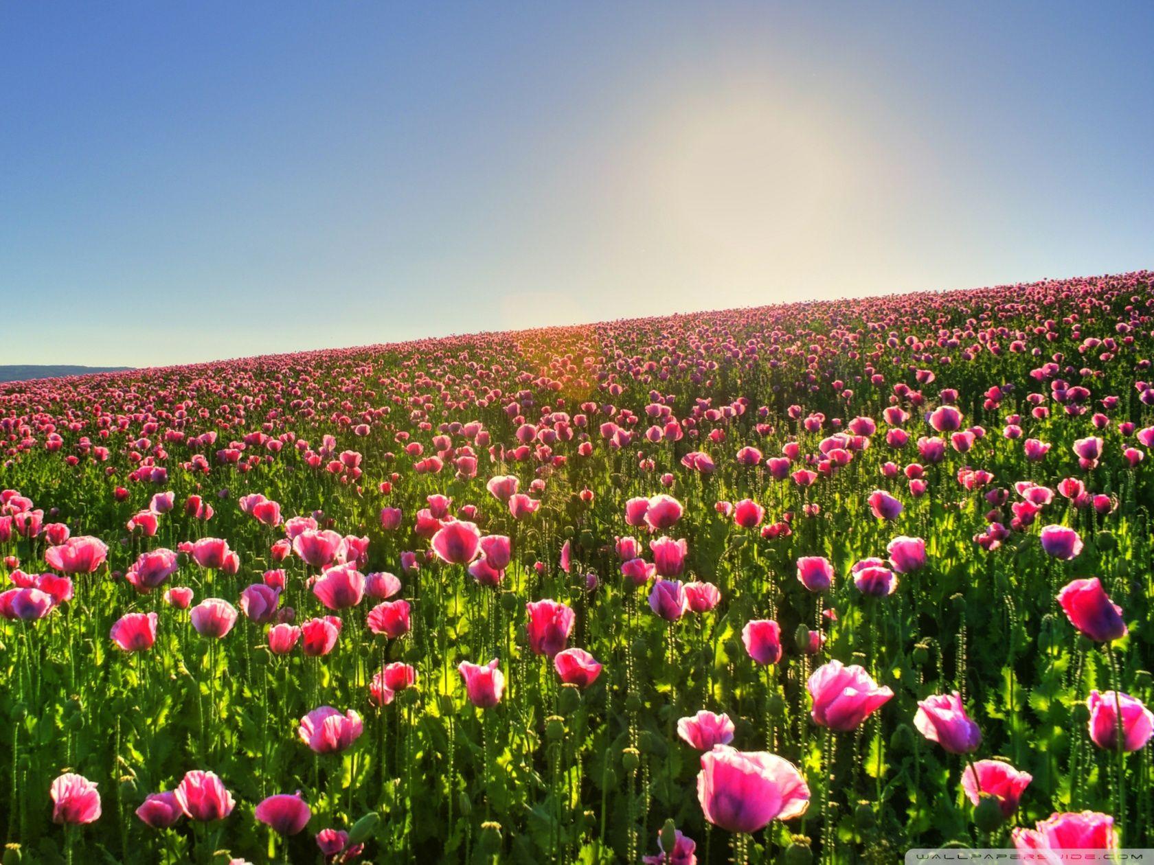 Field of Flowers Wallpapers - Top Free Field of Flowers Backgrounds ...