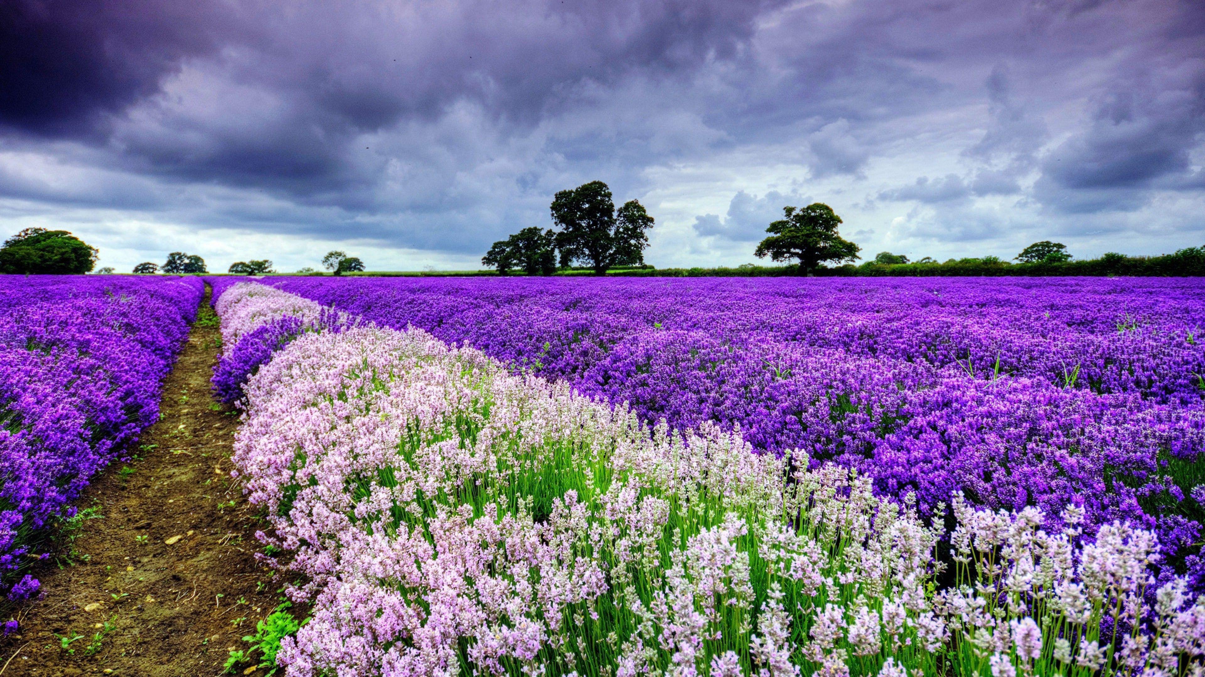 Field of Flowers Wallpapers - Top Free Field of Flowers Backgrounds ...