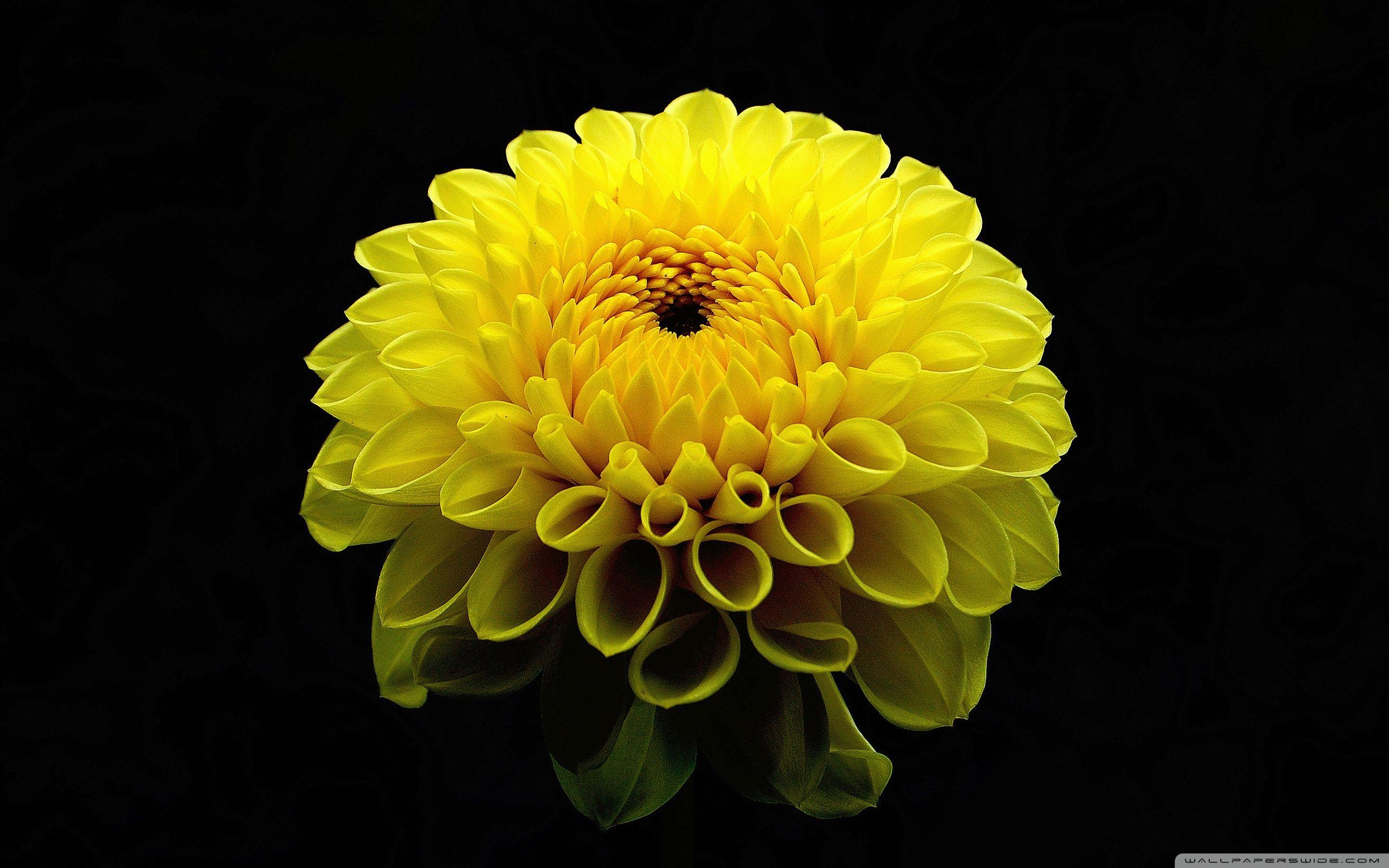 Dahlia Wallpapers - Top Free Dahlia Backgrounds - WallpaperAccess