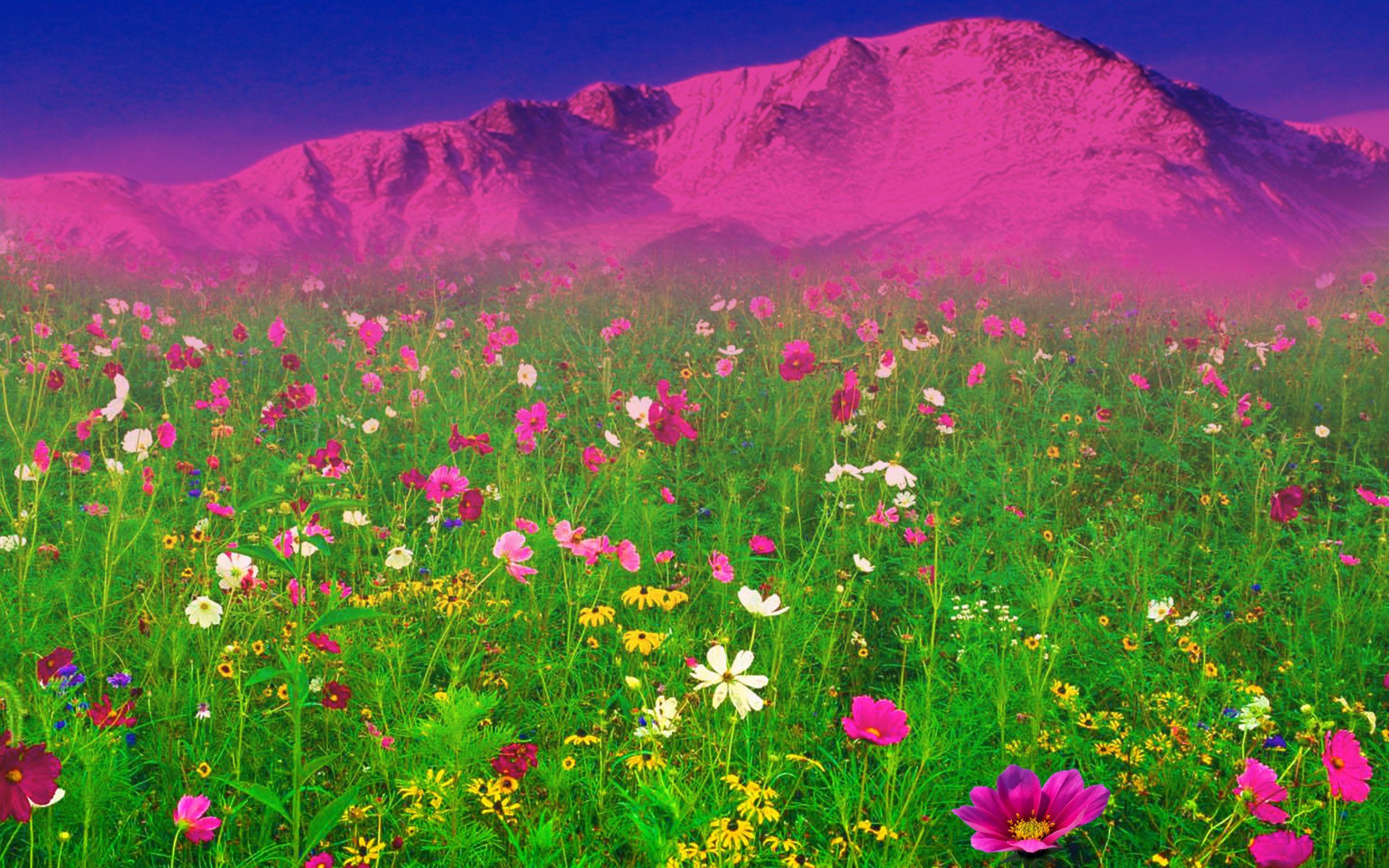 Field of Flowers Wallpapers - Top Free Field of Flowers Backgrounds ...
