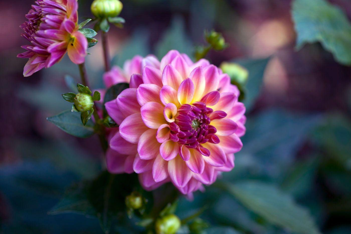 Dahlia Wallpapers - Top Free Dahlia Backgrounds - WallpaperAccess