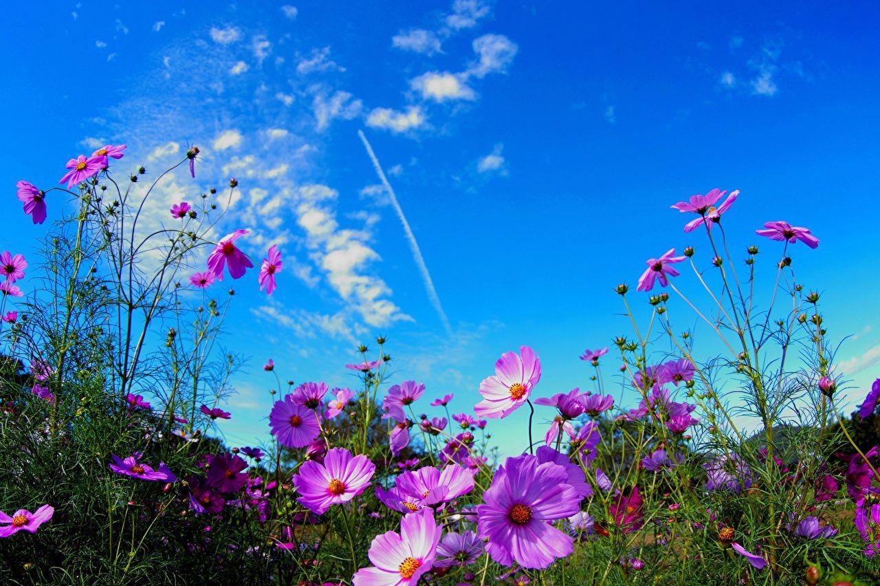 Cosmos Flower Wallpapers - Top Free Cosmos Flower Backgrounds ...