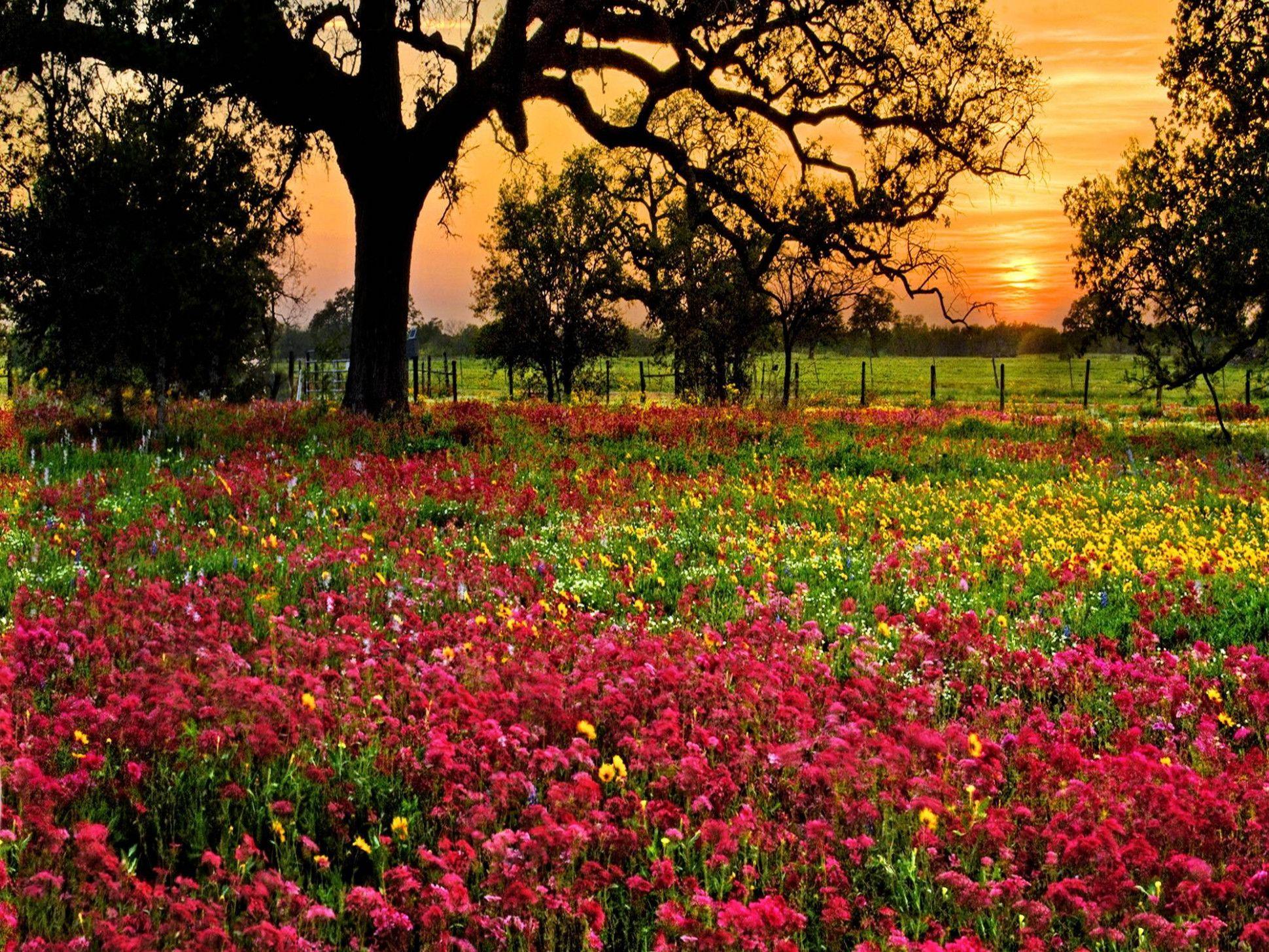 Field of Flowers Wallpapers - Top Free Field of Flowers Backgrounds ...