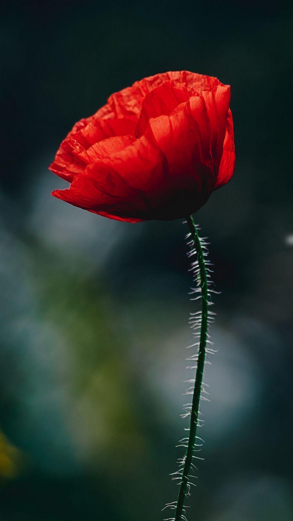 Poppy Flower Wallpapers - Top Free Poppy Flower Backgrounds ...