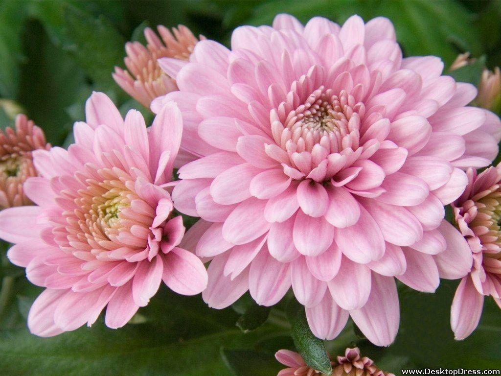Dahlia Wallpapers - Top Free Dahlia Backgrounds - WallpaperAccess