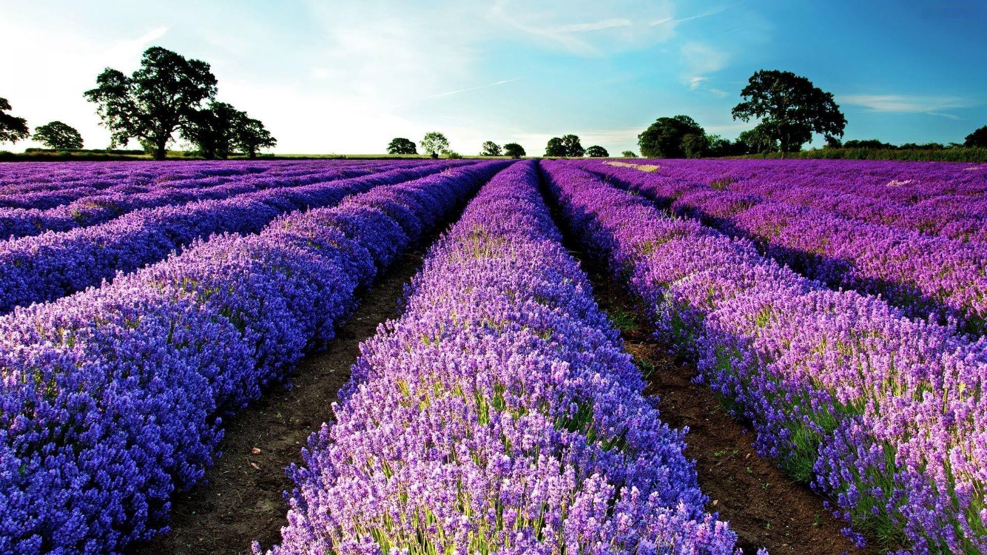 Field of Flowers Wallpapers - Top Free Field of Flowers Backgrounds ...