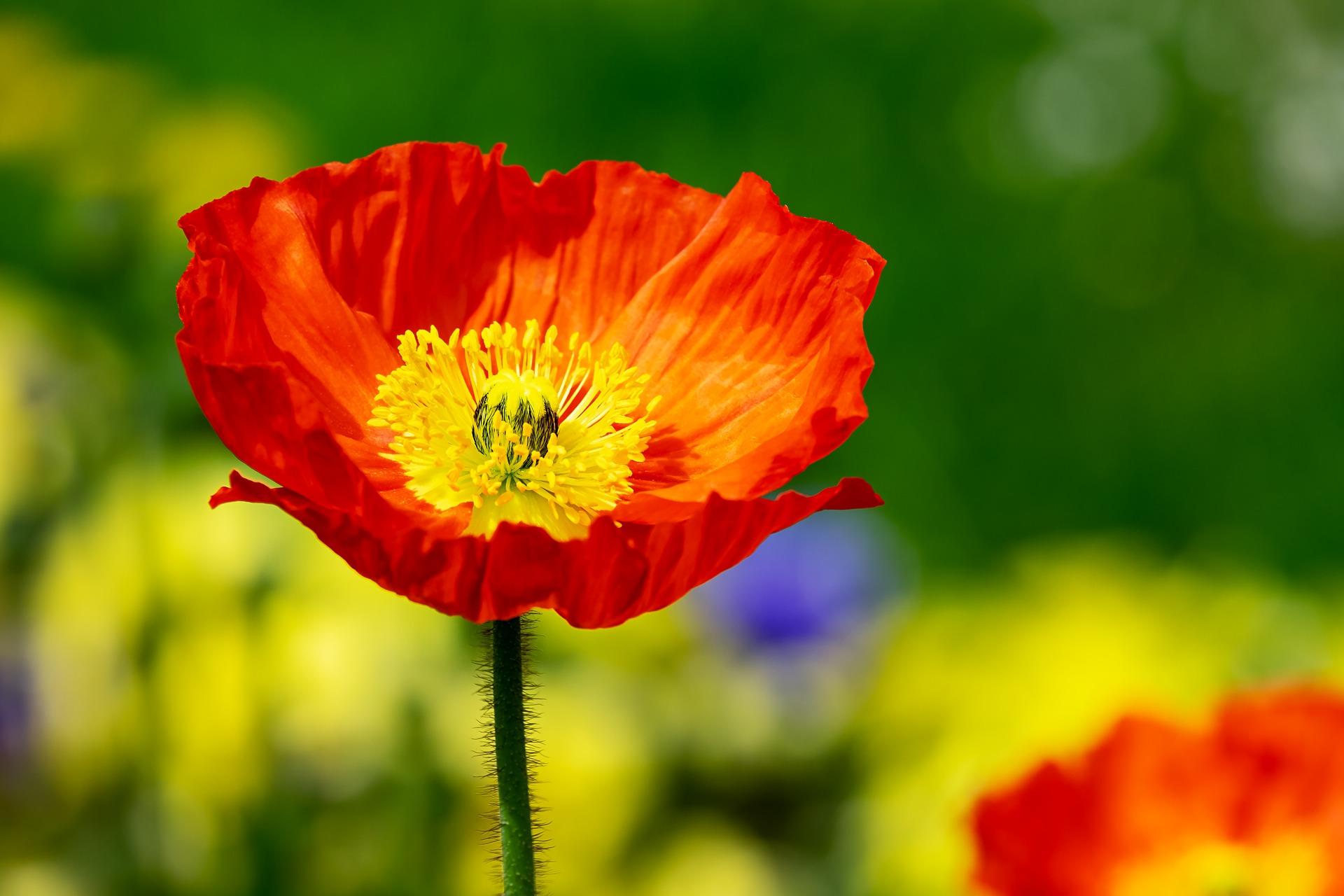 Poppy Flower Wallpapers - Top Free Poppy Flower Backgrounds ...