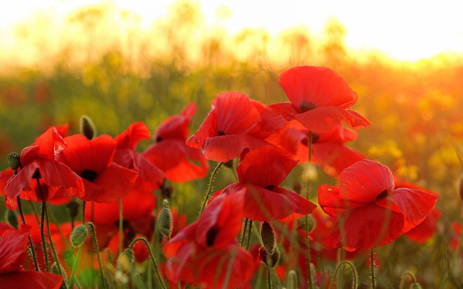 Red Poppy Wallpapers - Top Free Red Poppy Backgrounds - WallpaperAccess