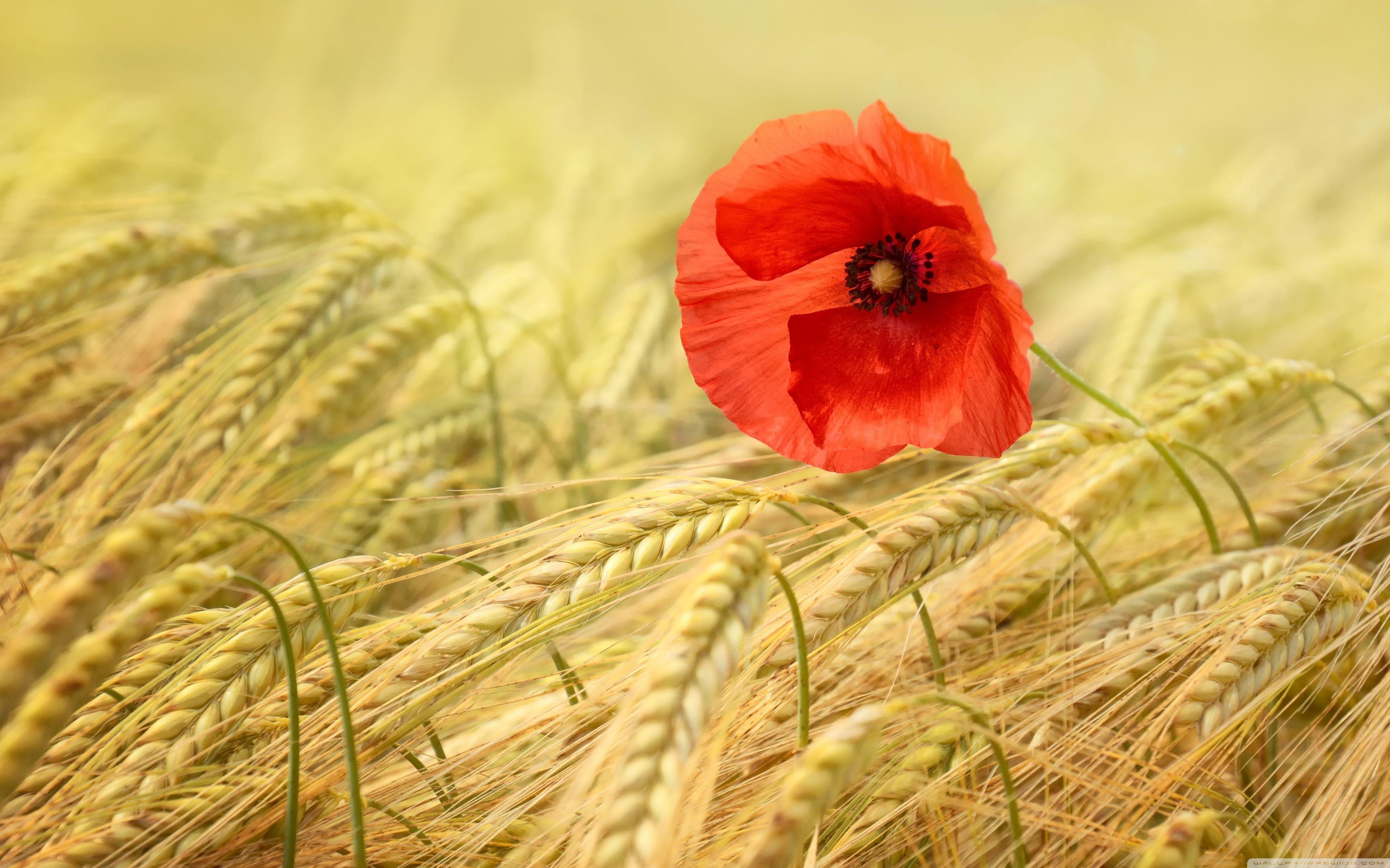 Red Poppy Wallpapers - Top Free Red Poppy Backgrounds - WallpaperAccess