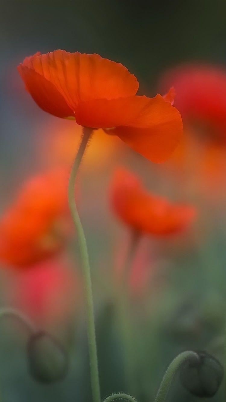 Poppy Flower Wallpapers - Top Free Poppy Flower Backgrounds ...