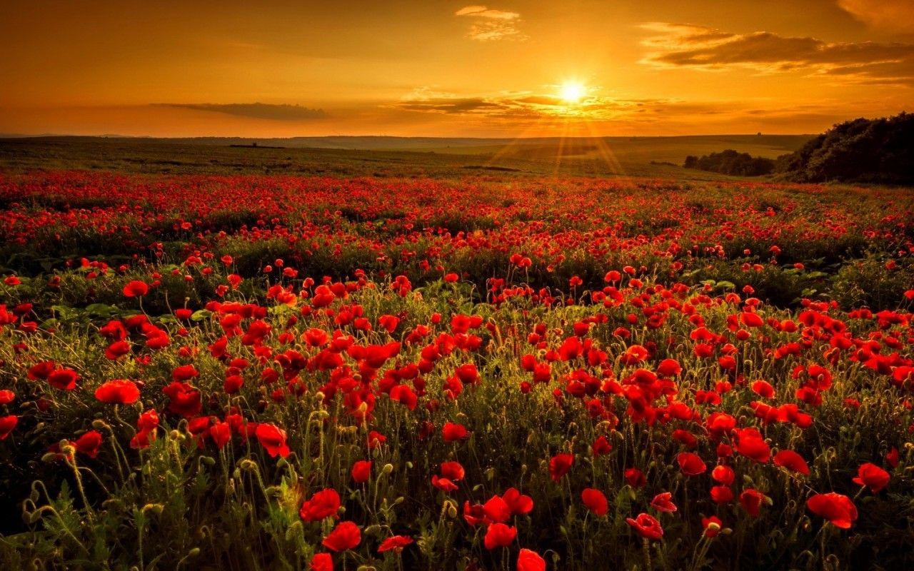 Red Poppy Wallpapers - Top Free Red Poppy Backgrounds - WallpaperAccess