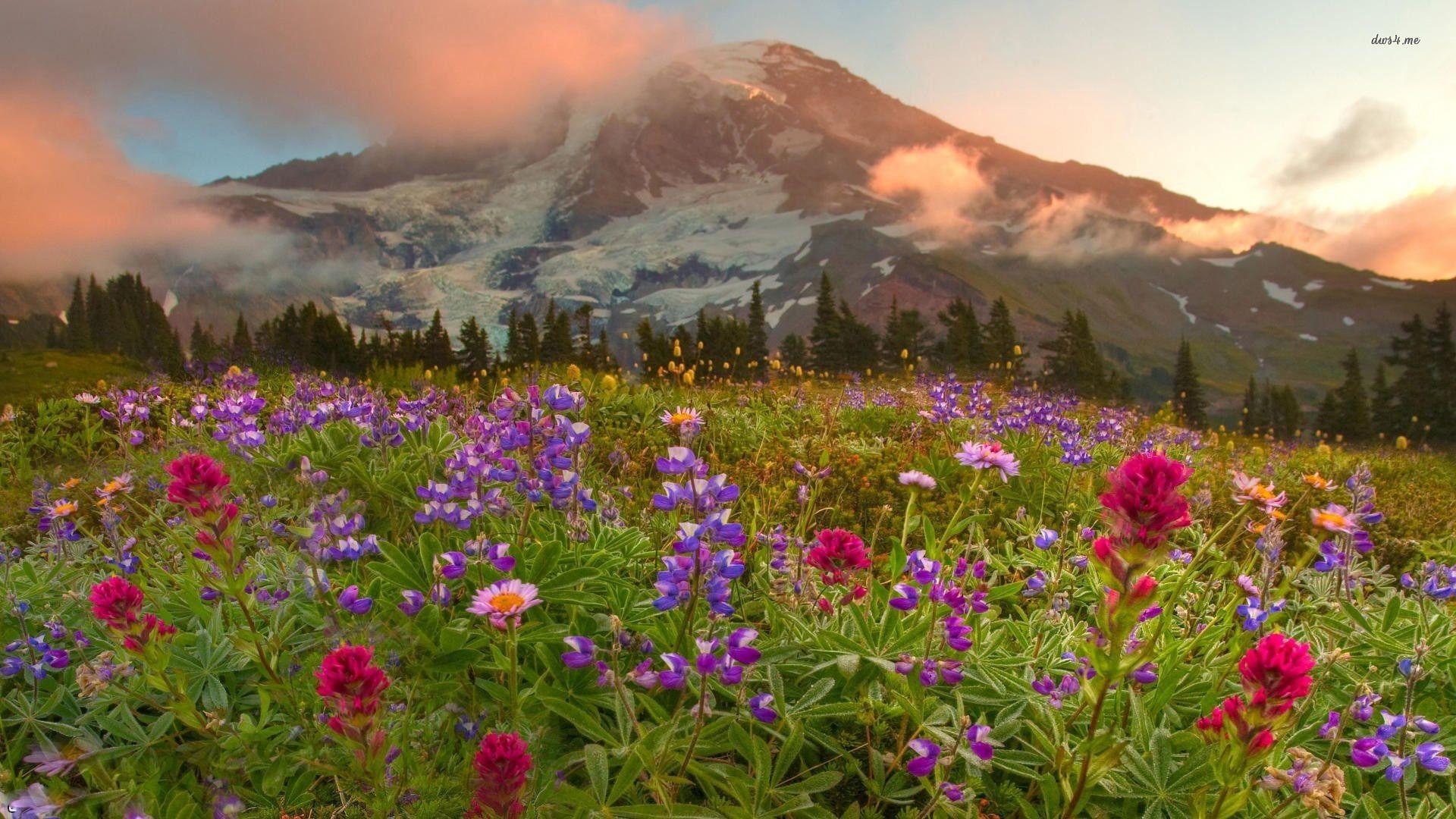 Mountain Flowers Wallpapers - Top Free Mountain Flowers Backgrounds ...
