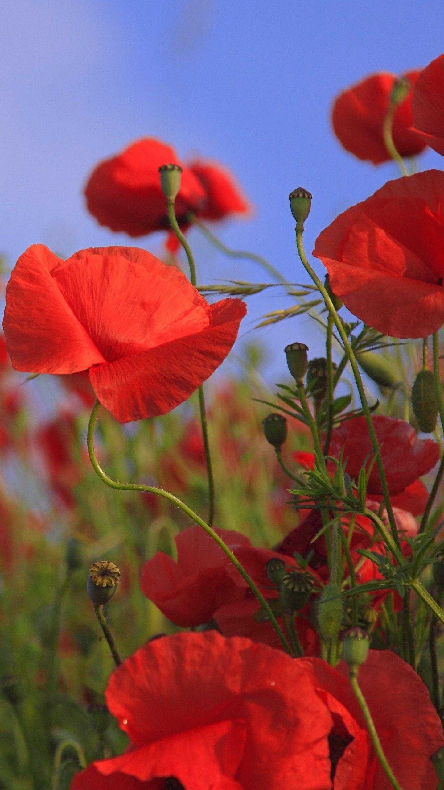 Poppy Field Wallpapers - Top Free Poppy Field Backgrounds - WallpaperAccess