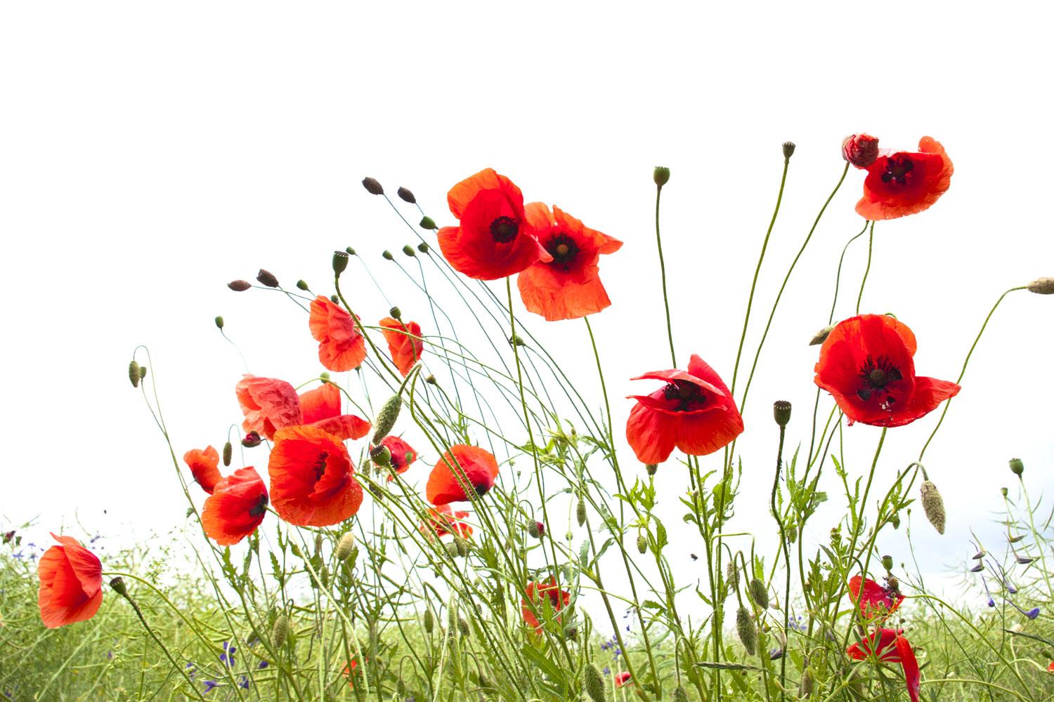 Red Poppy Wallpapers - Top Free Red Poppy Backgrounds - WallpaperAccess