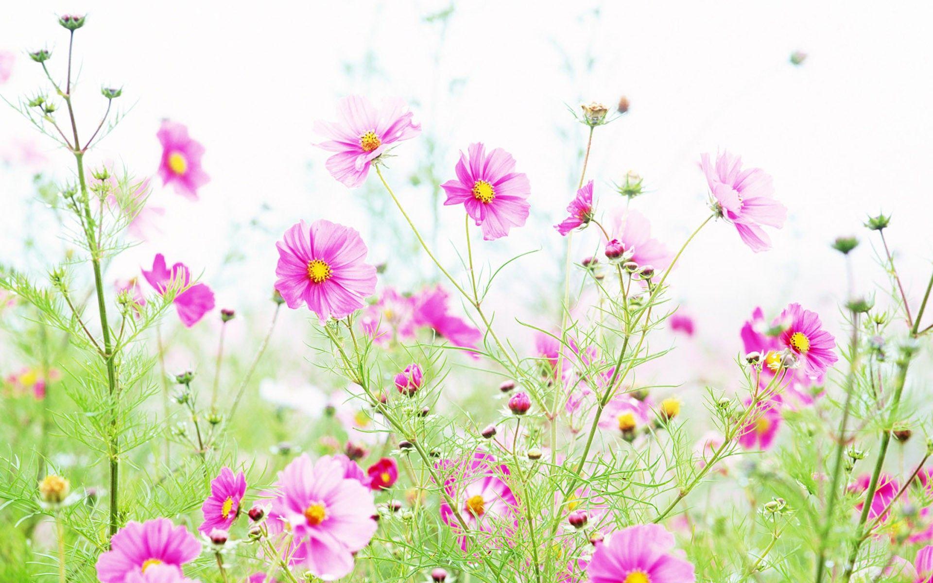 Wildflower Wallpapers - Top Free Wildflower Backgrounds - WallpaperAccess
