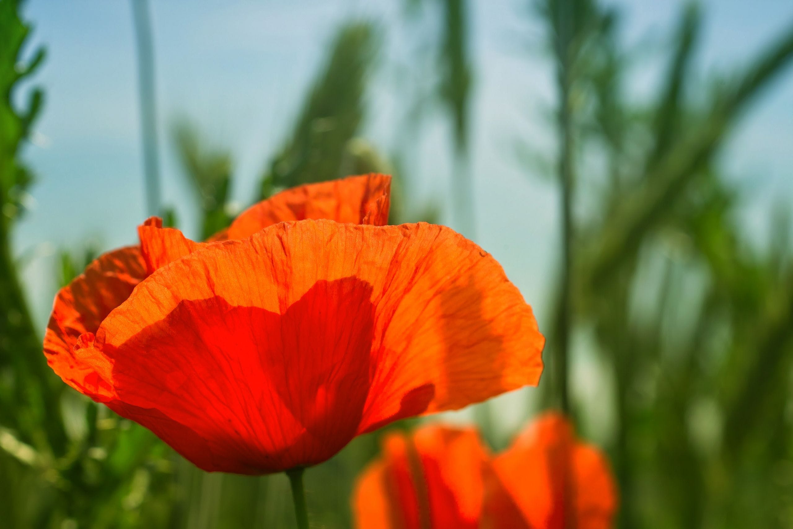 Poppy Flower Wallpapers - Top Free Poppy Flower Backgrounds ...