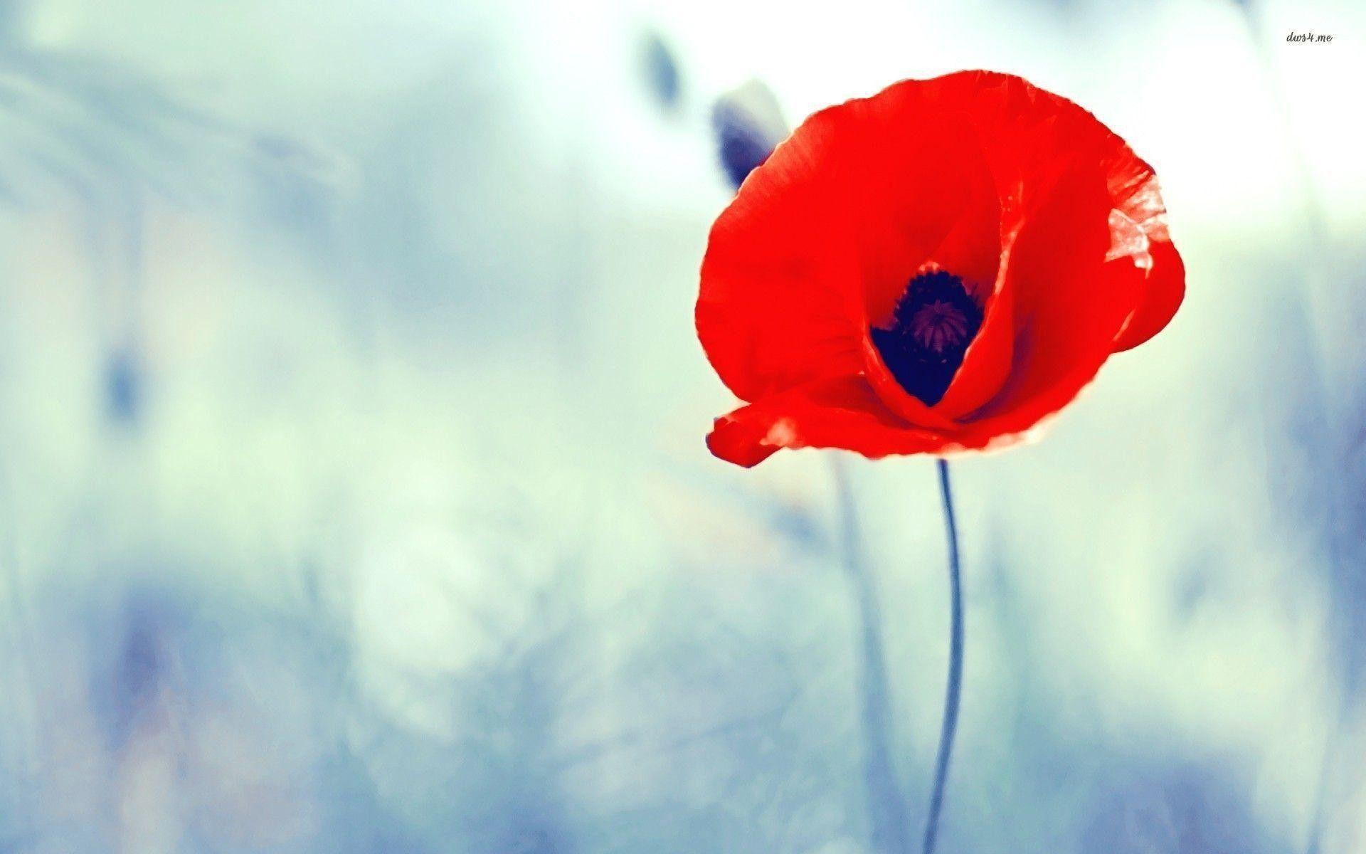 Red Poppy Wallpapers - Top Free Red Poppy Backgrounds - WallpaperAccess