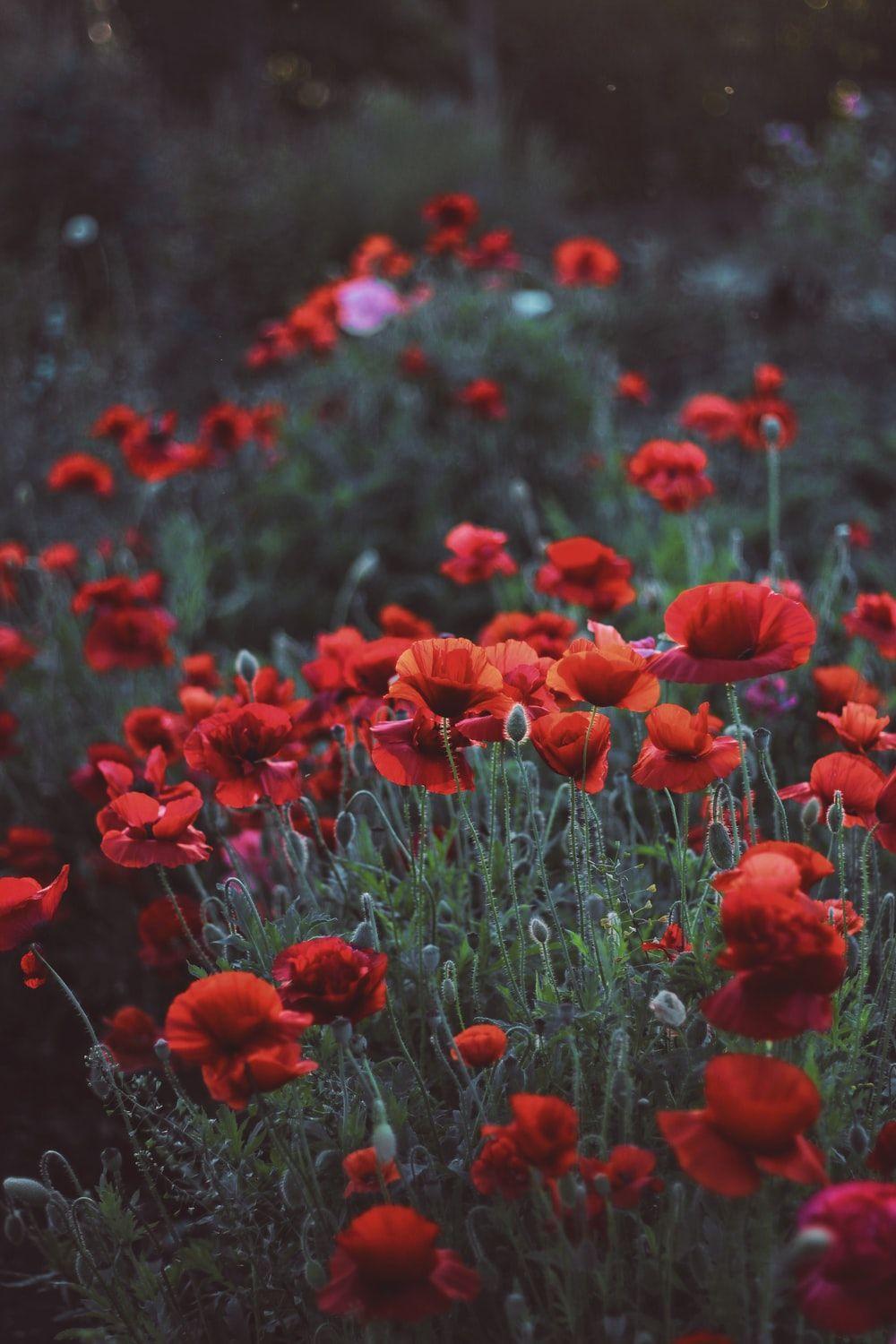 Poppies Wallpapers - Top Free Poppies Backgrounds - WallpaperAccess