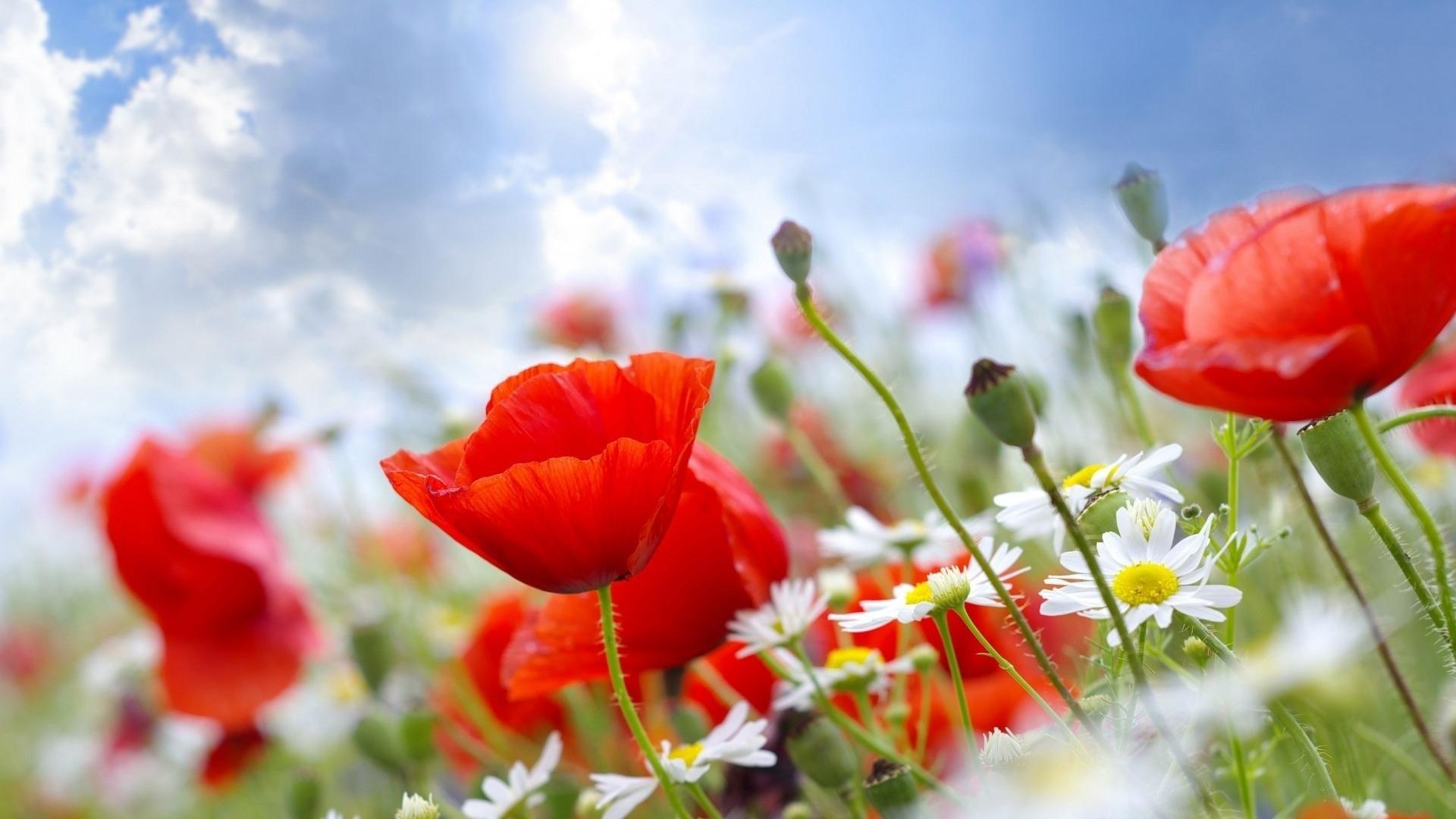 Red Poppy Wallpapers - Top Free Red Poppy Backgrounds - WallpaperAccess