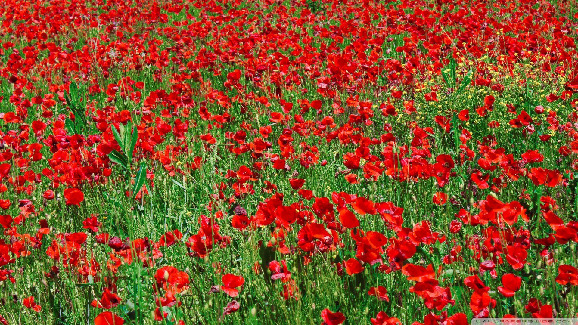 Red Poppy Wallpapers - Top Free Red Poppy Backgrounds - WallpaperAccess