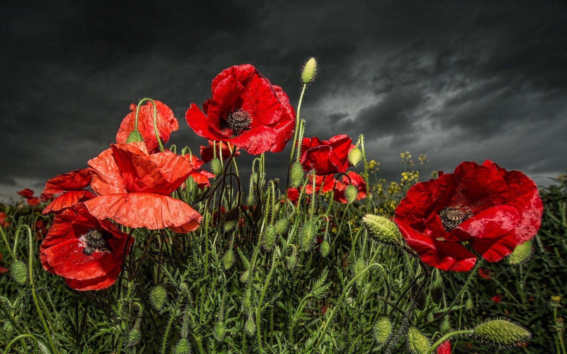 Red Poppy Wallpapers - Top Free Red Poppy Backgrounds - WallpaperAccess