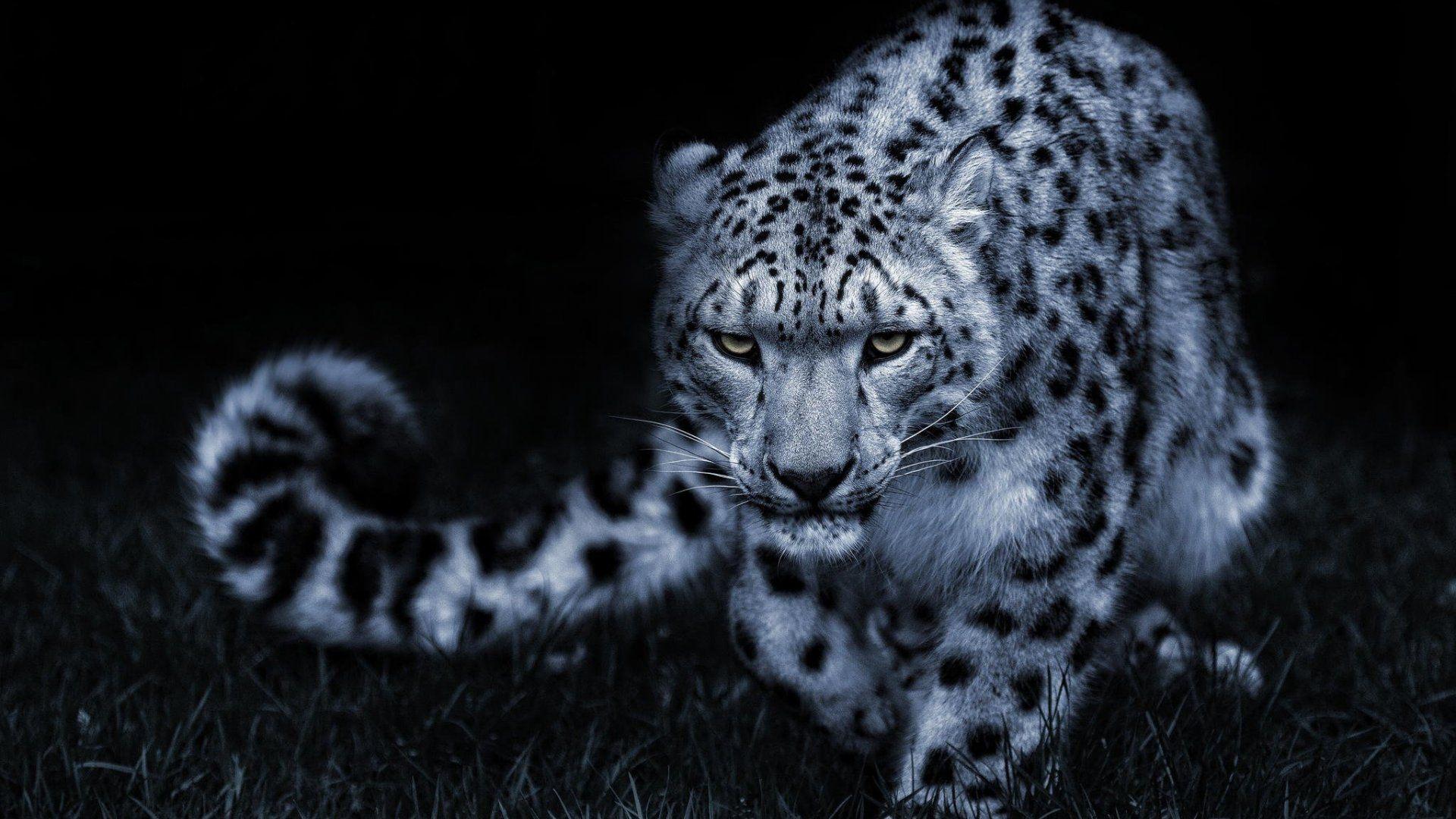 White Leopard Wallpapers - Top Free White Leopard Backgrounds ...