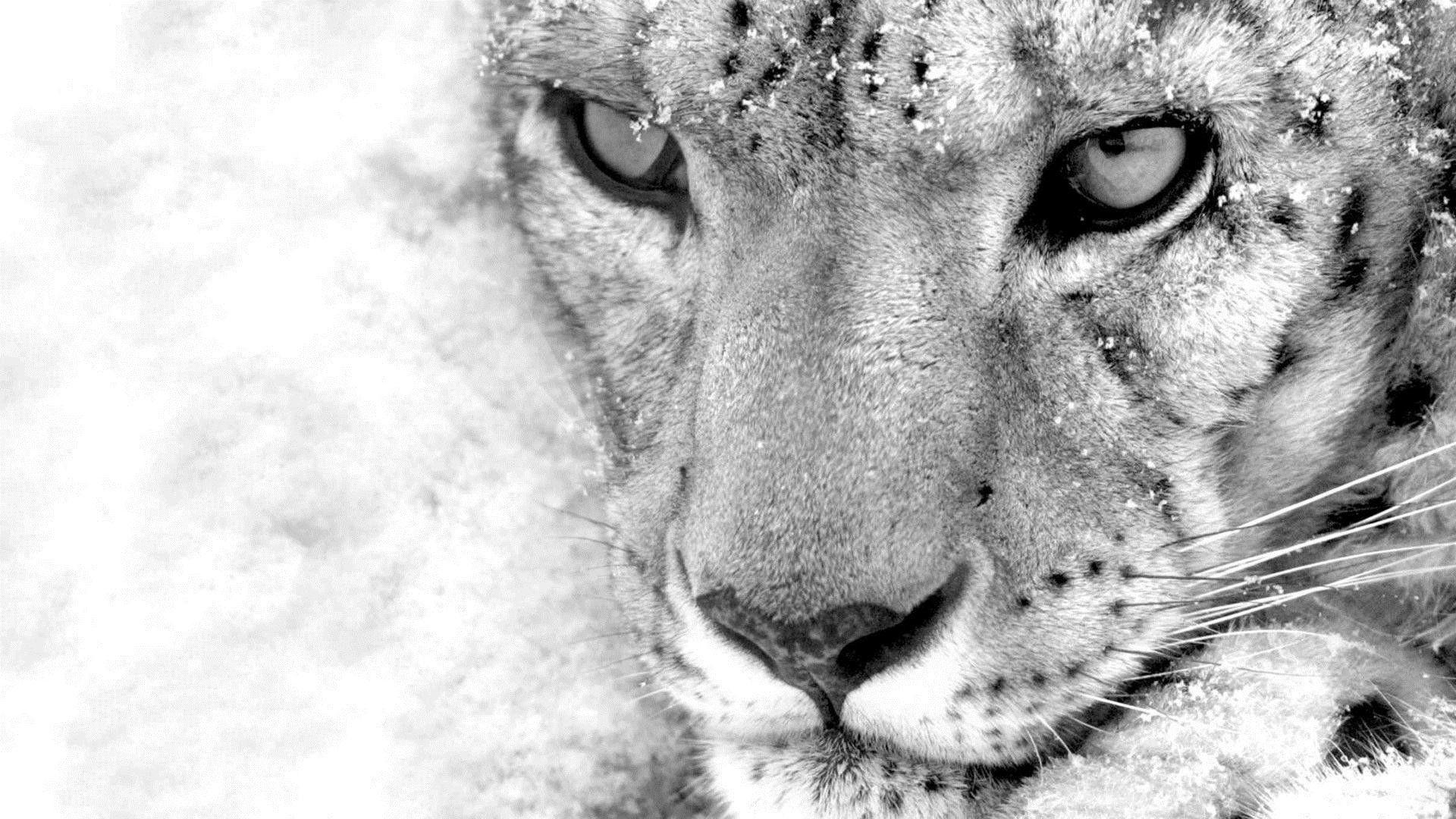 White Leopard Wallpapers - Top Free White Leopard Backgrounds ...